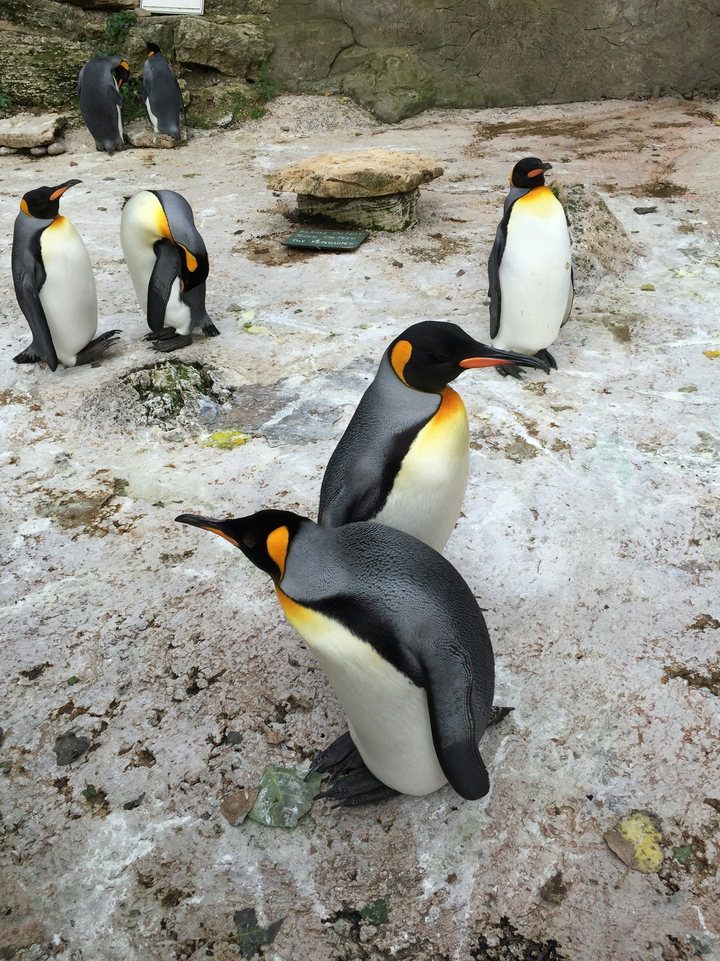 King Penguin Pictures | Download Free Images on Unsplash