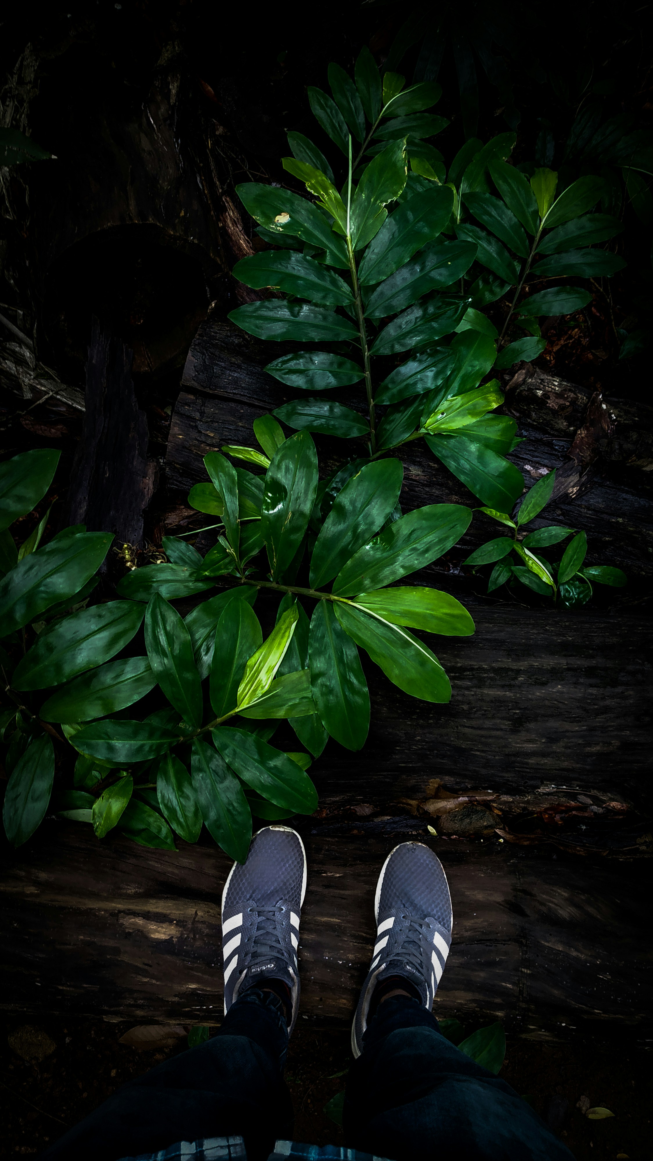 Top-down shot of sneakers standing on a weathered log, framed by glossy green leaves in a dim forest setting.