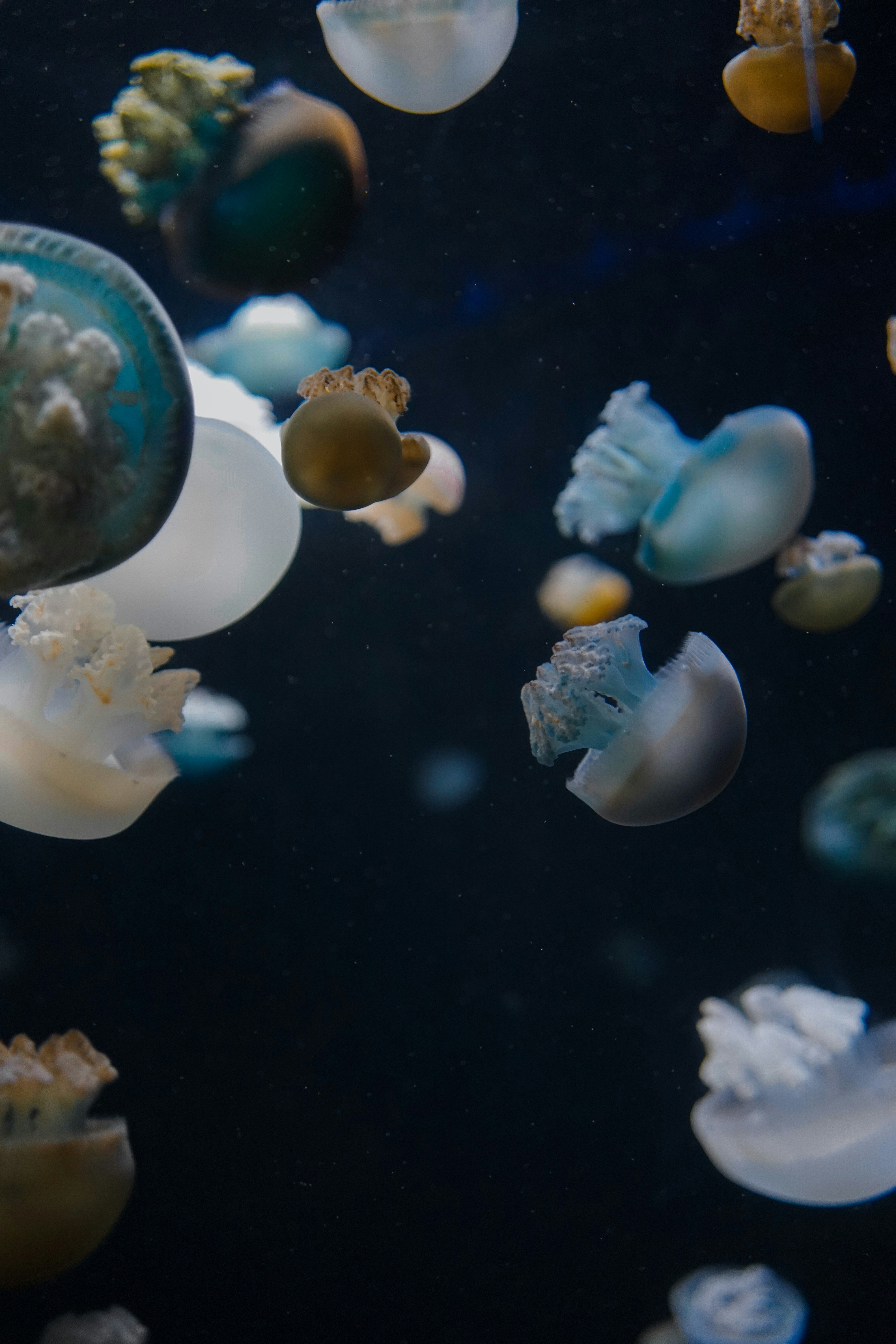 A mesmerizing array of jellyfish gracefully floating in a dark aquatic environment, showcasing their ethereal forms and bioluminescence.