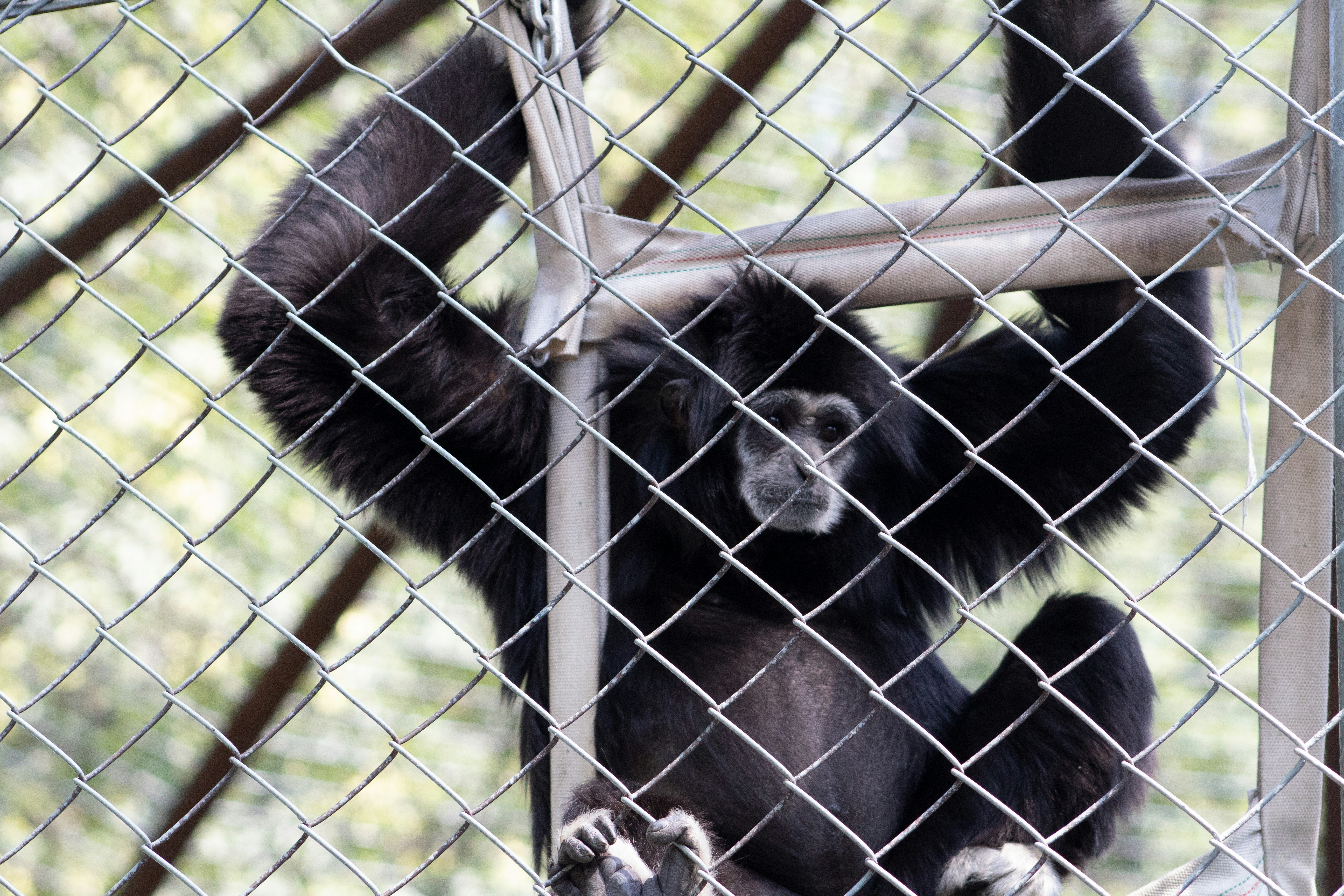 Gibbon hanging on a metal frame, its expressive face visible through the enclosure's mesh. The background features blurred greenery.