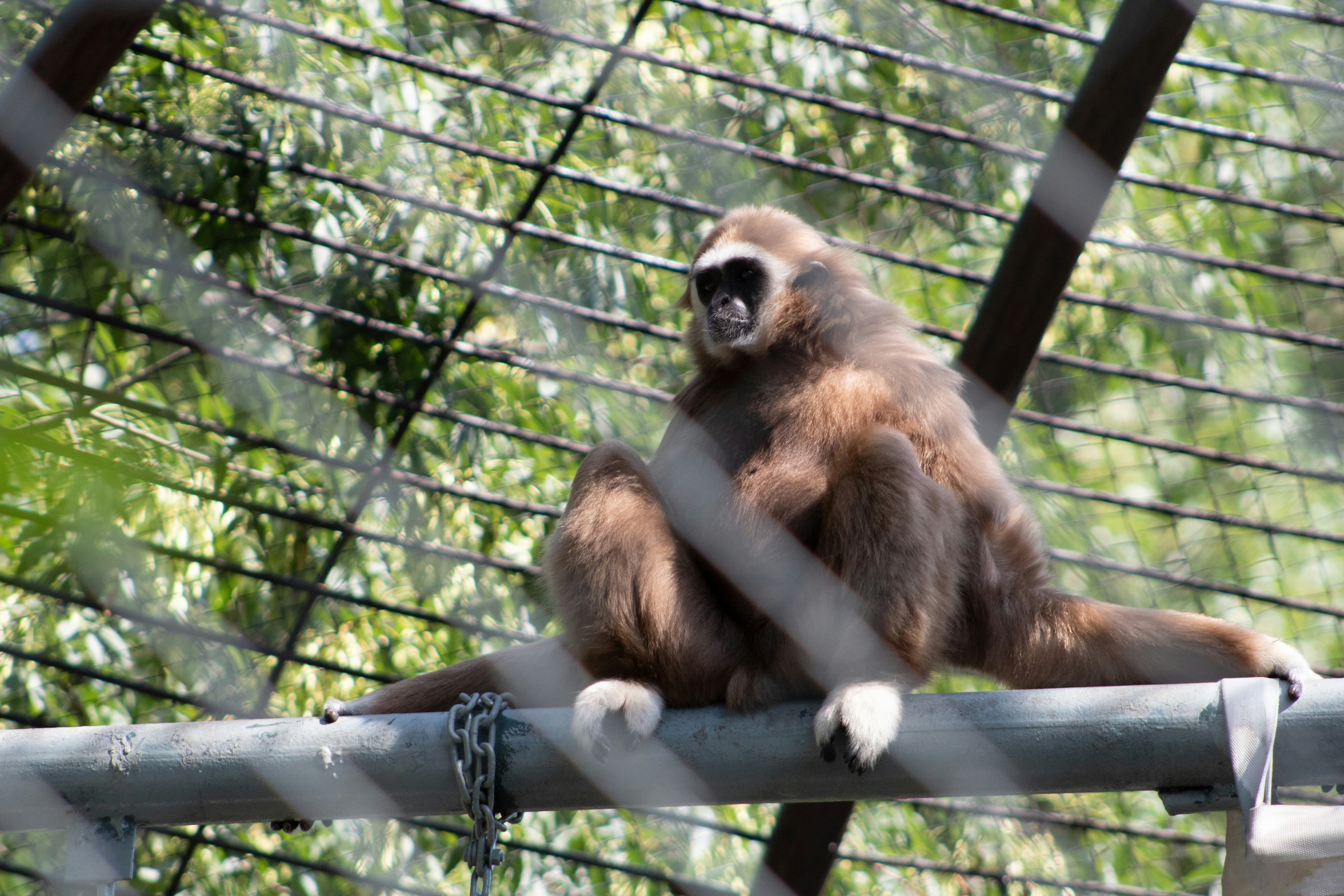 Curious Primate on a Steel Rail Amid Crisscrossing Shadows