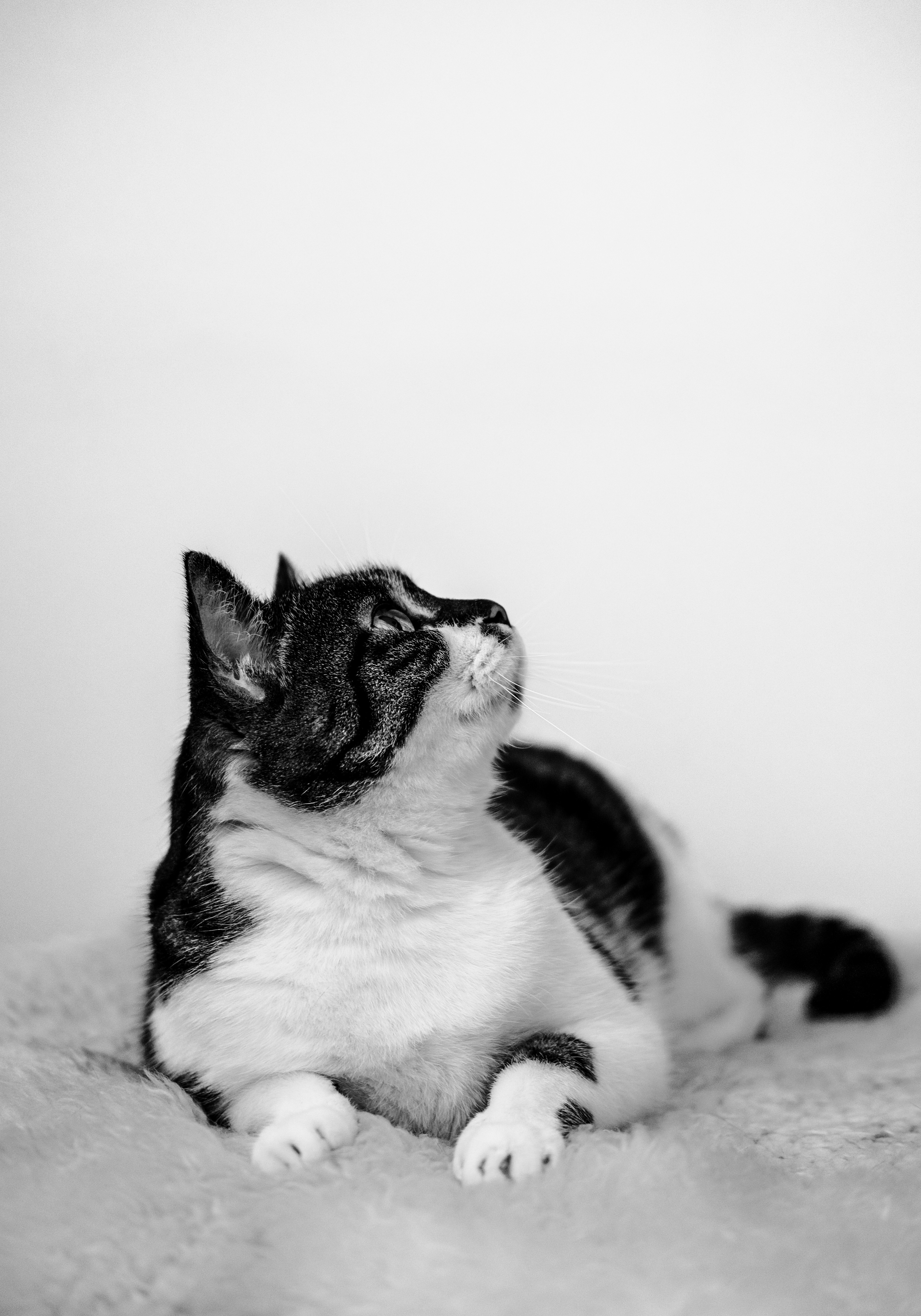 Cat Looking Up Pictures | Download Free Images on Unsplash