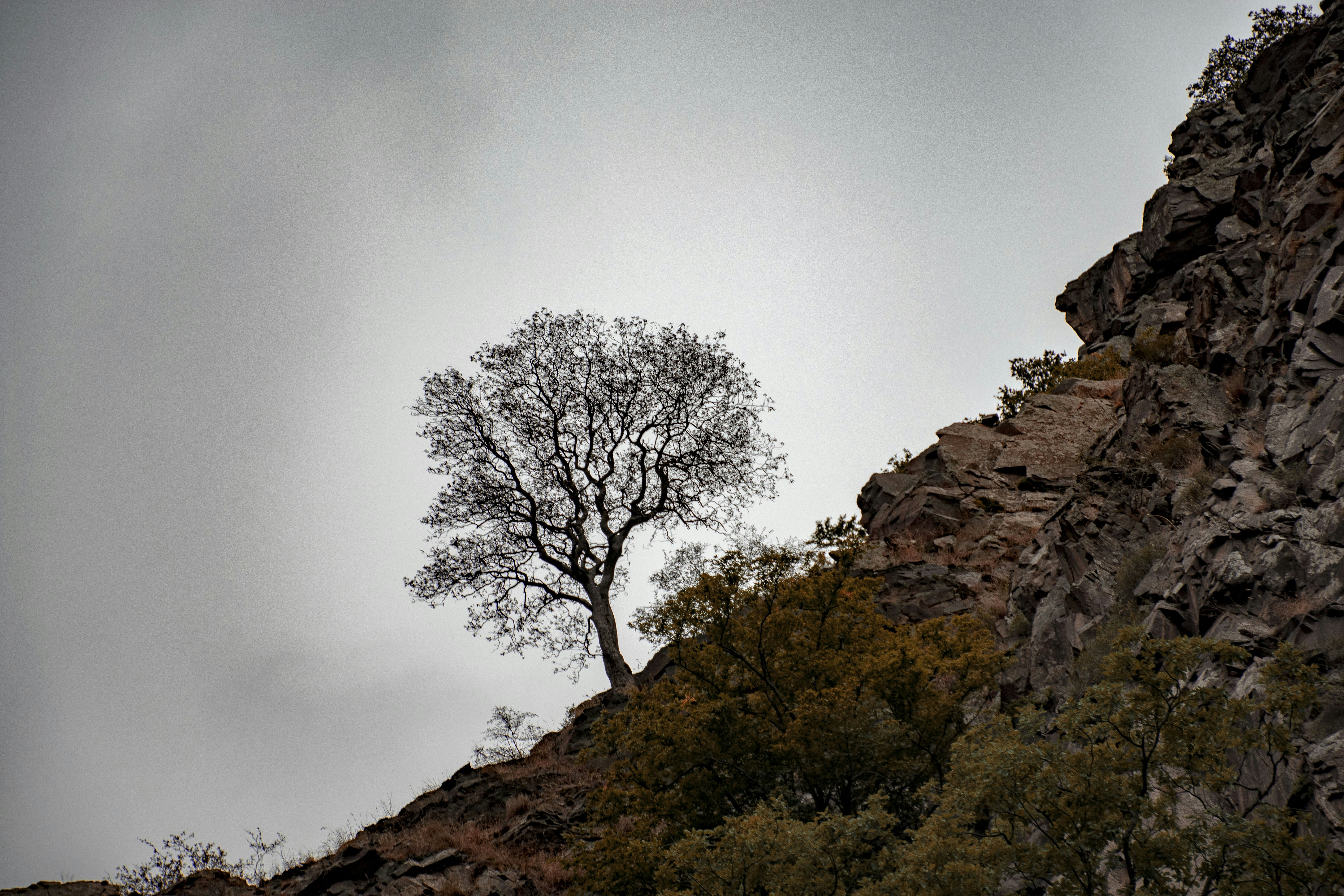 Granite Ridge Sentinel: Lone Tree Under a Moody, Overcast Sky