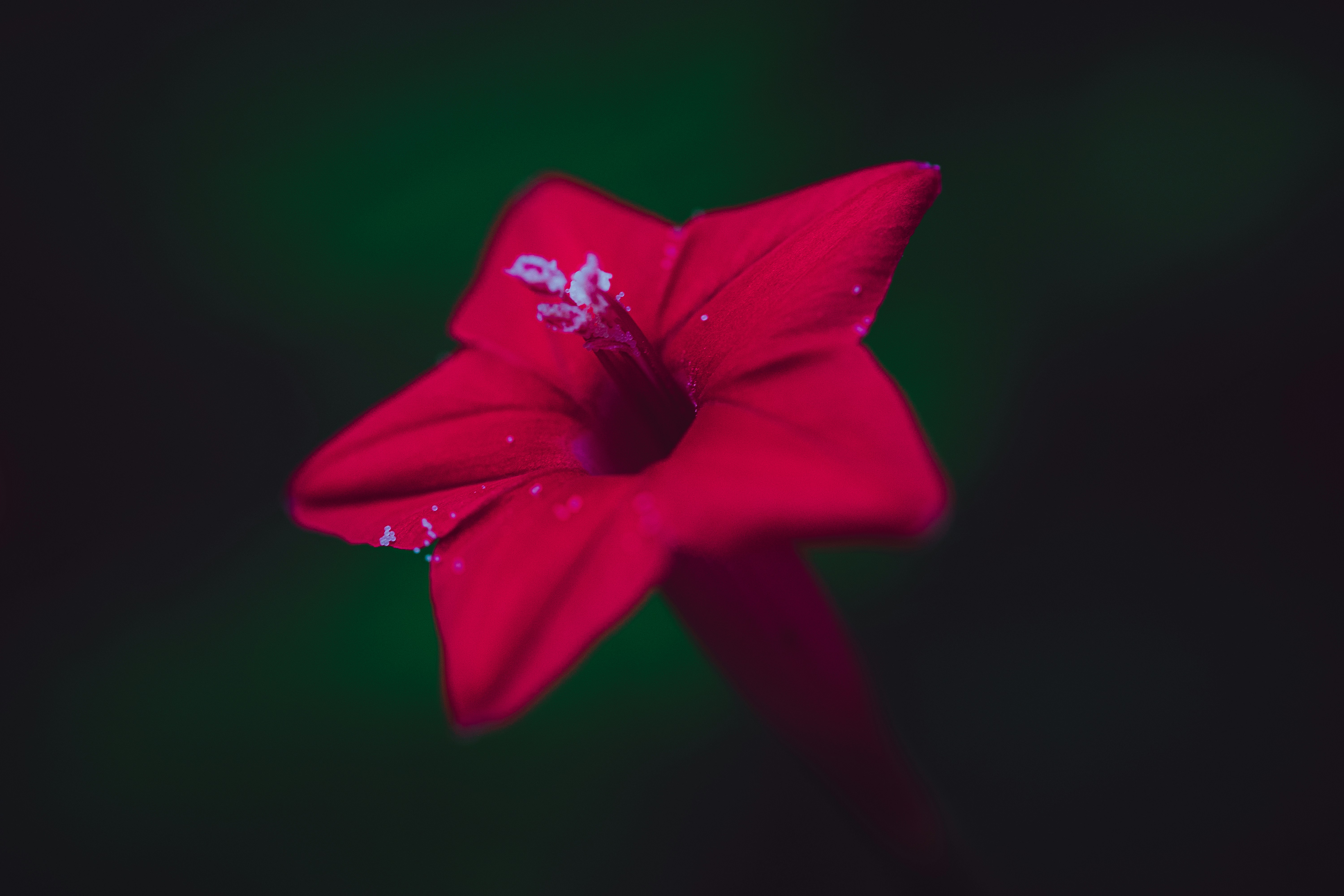 Crimson Velvet in Focus: Macro Close-Up of a Red Flower