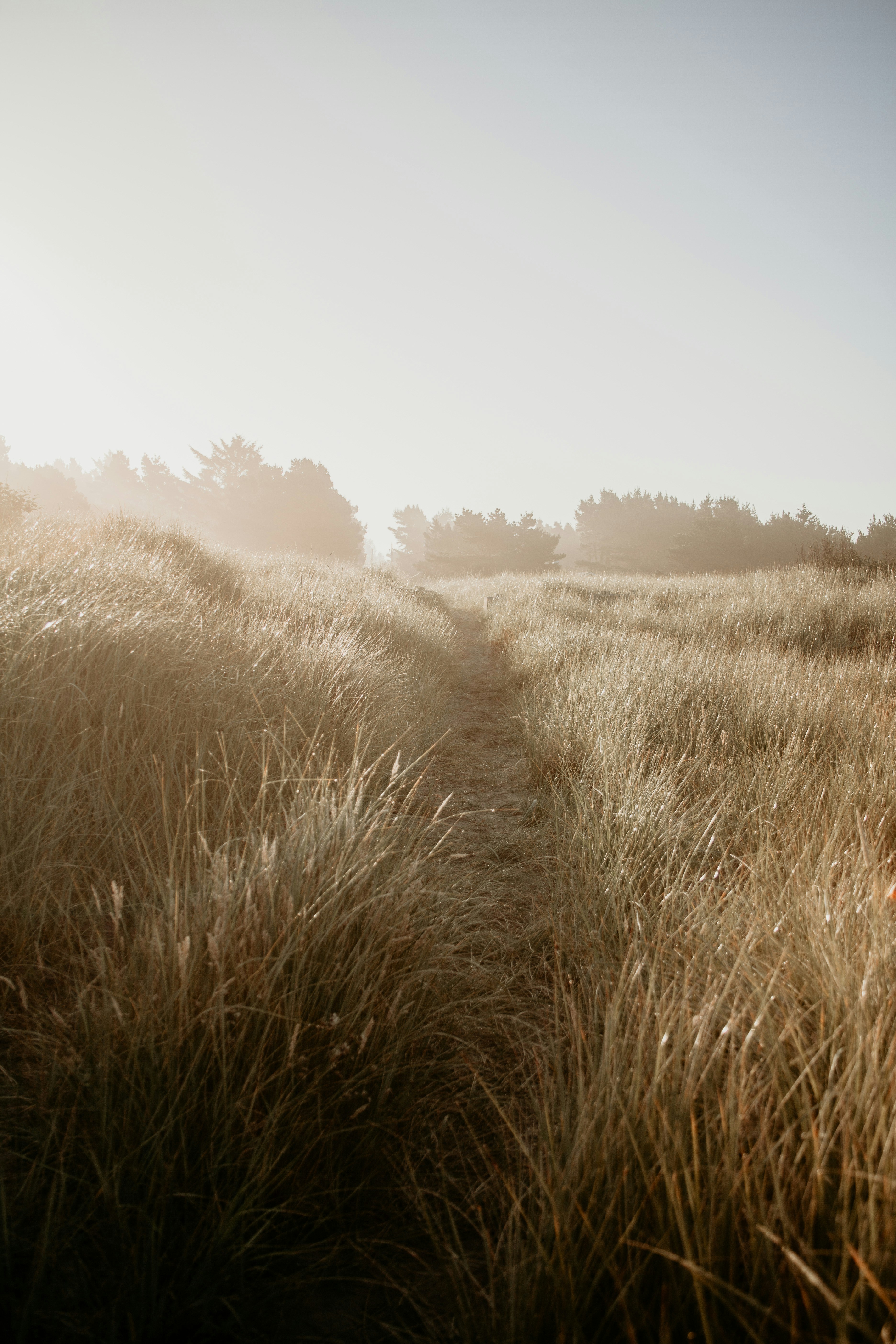 Sunrise Sunrise  | pathway in wheat field