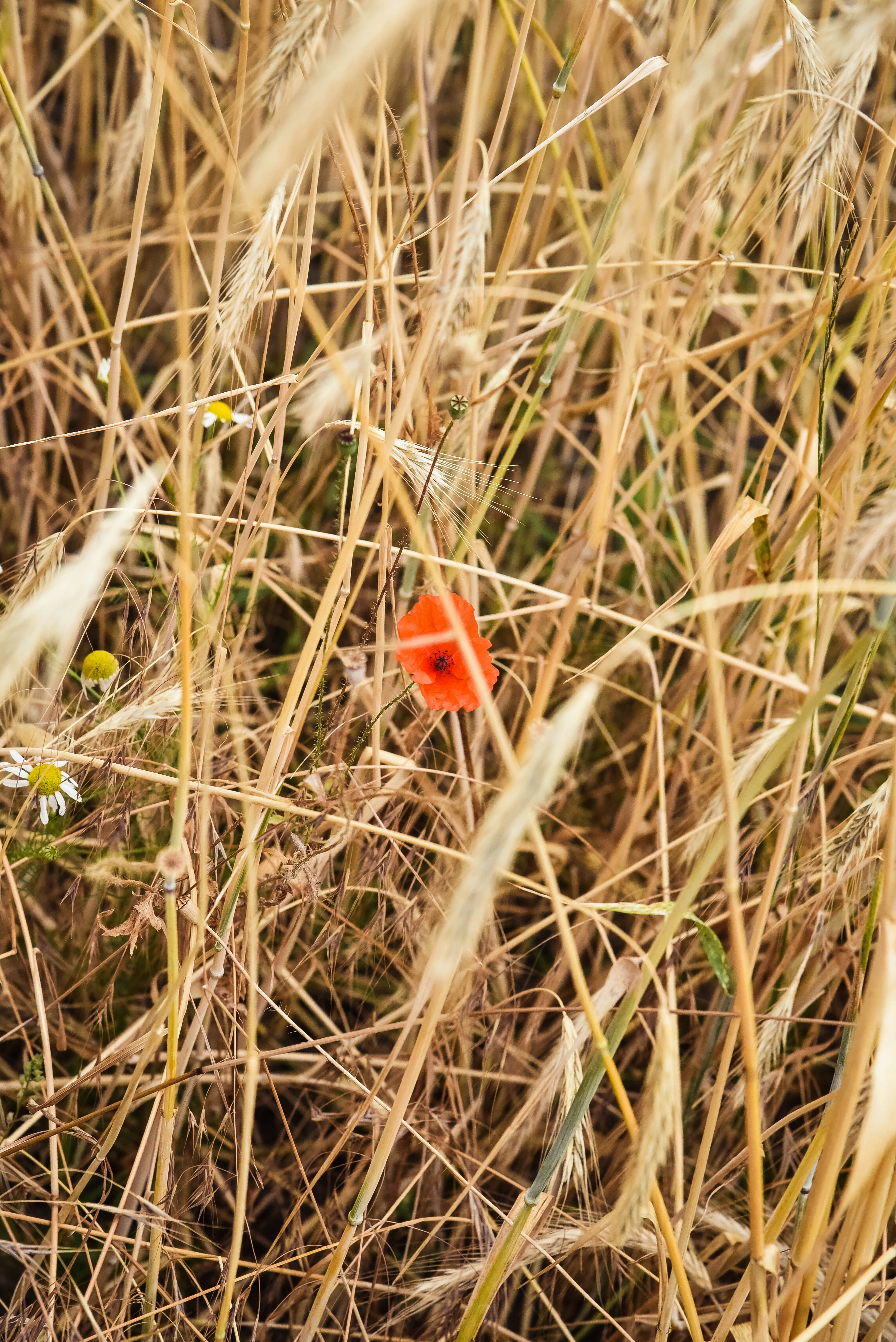 Vibrant red poppy flower nestled among tall golden grasses and wild daisies in a sunlit field.