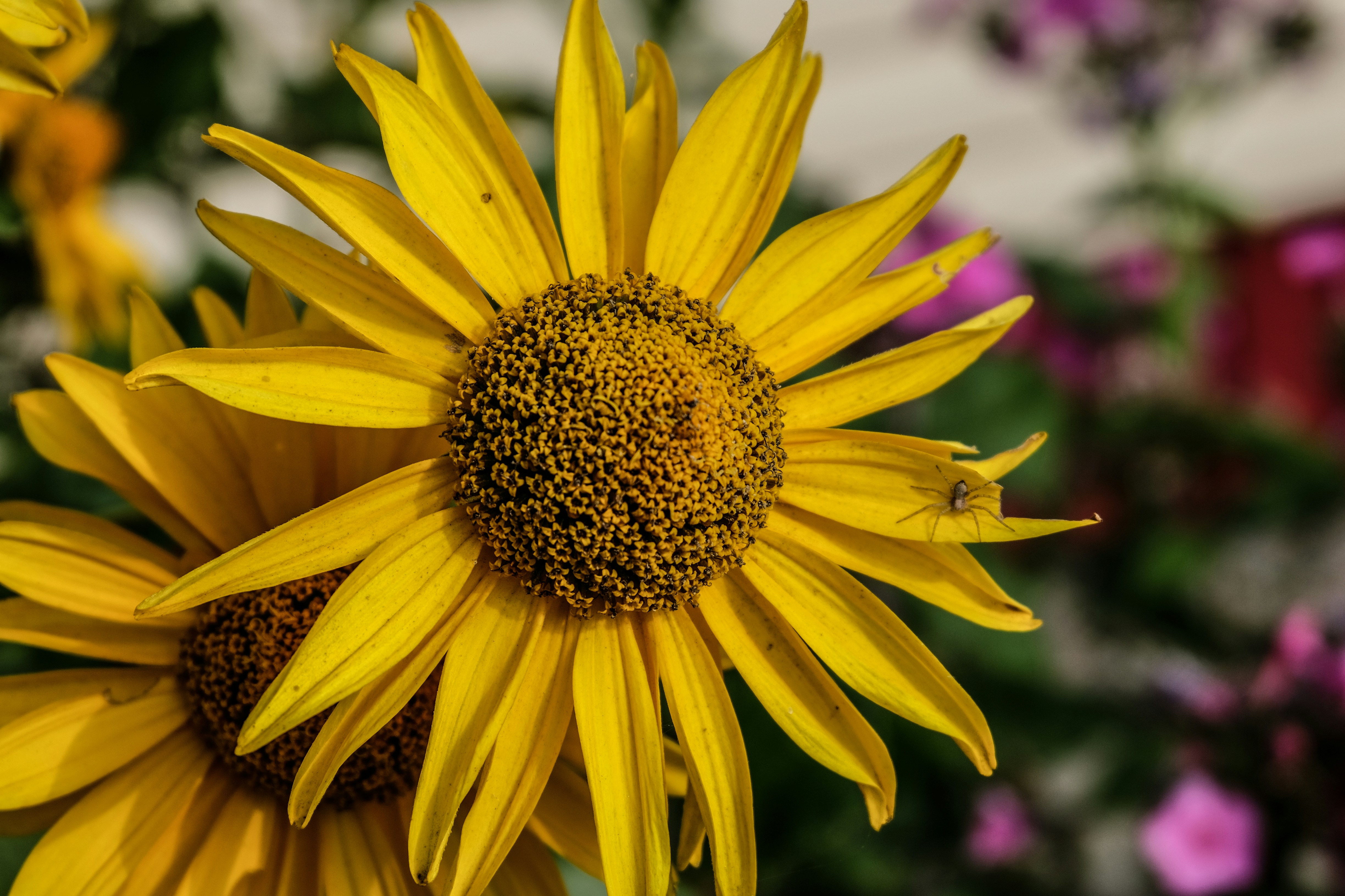 Daisy Chain Pictures | Download Free Images on Unsplash