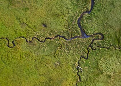Nature's Intricate Veins: A Marshland Mosaic