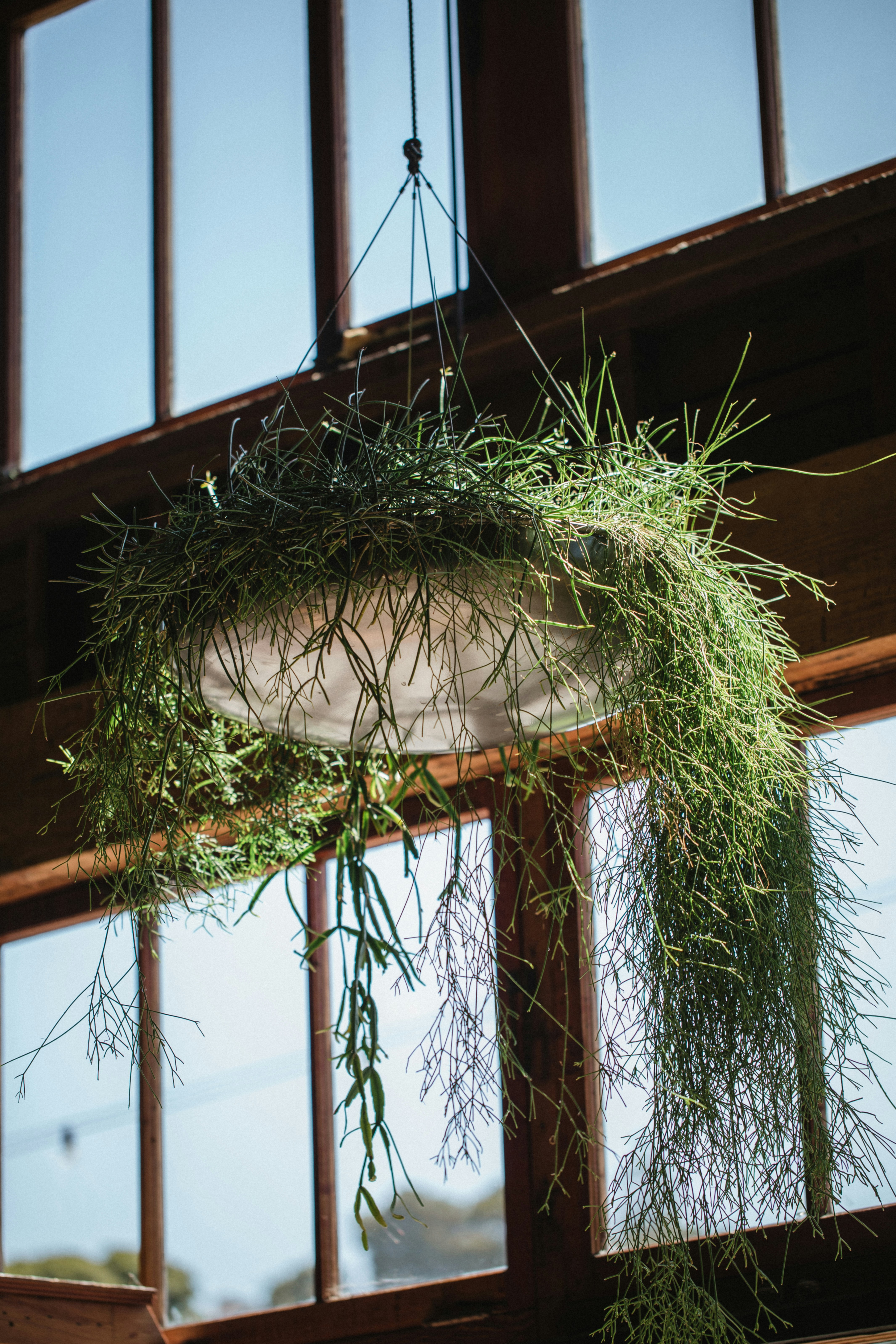 Suspended Green Tangle: A Hanging Plant Framed by Wooden Beams