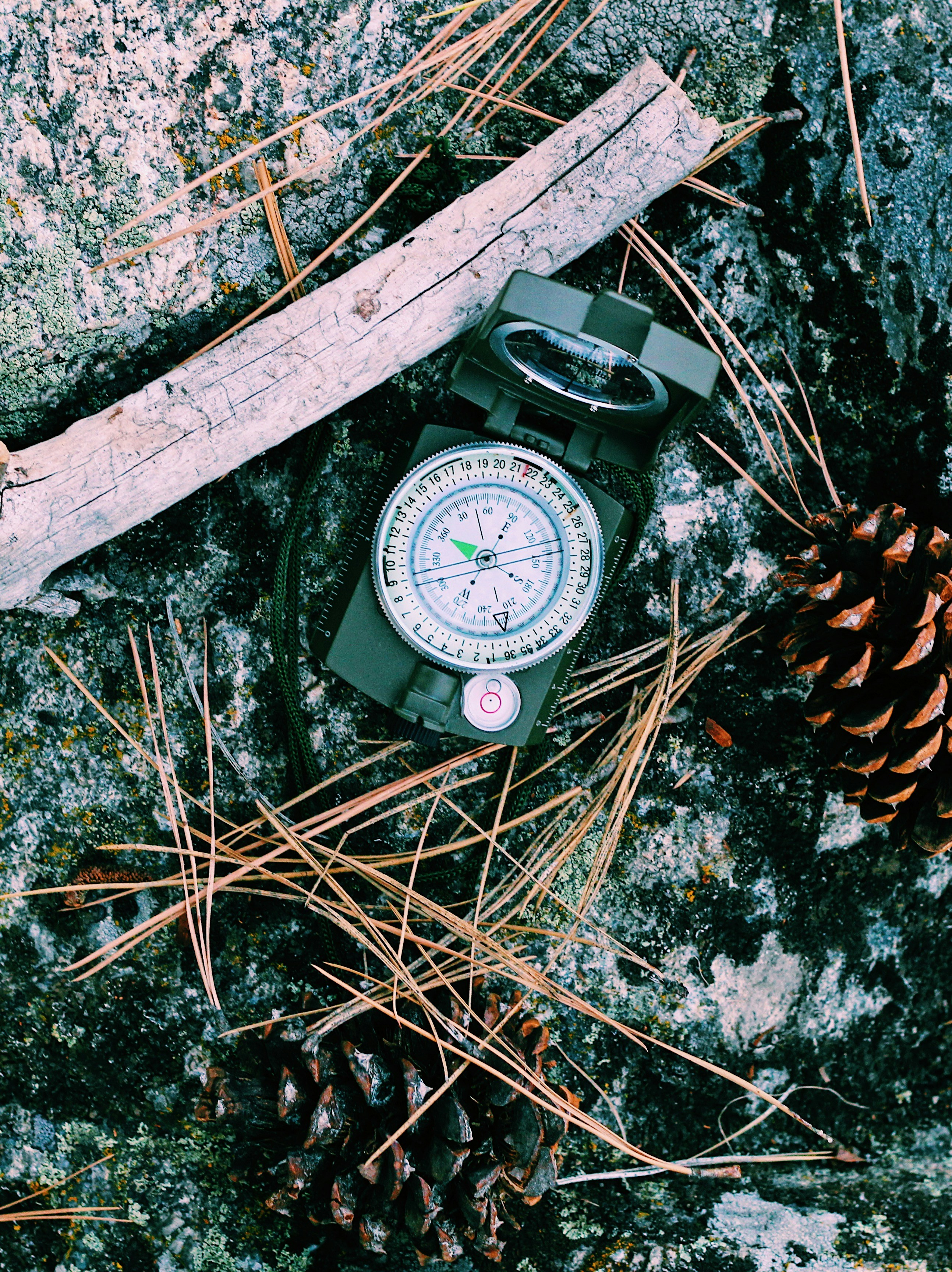 Forest Compass: A Green Navigator Tucked Among Pine Needles