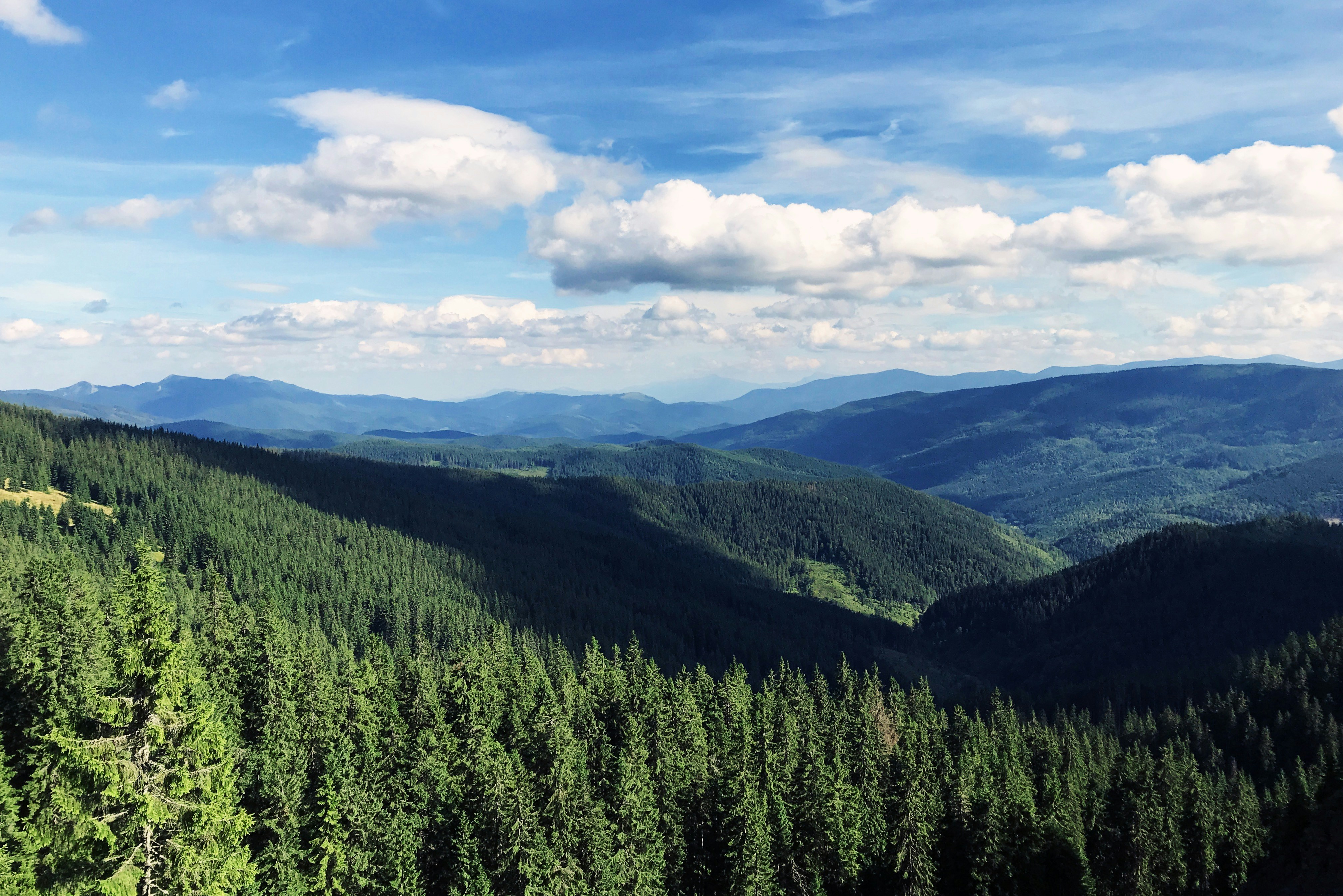 Forest during day photo – Free Unnamed road Image on Unsplash