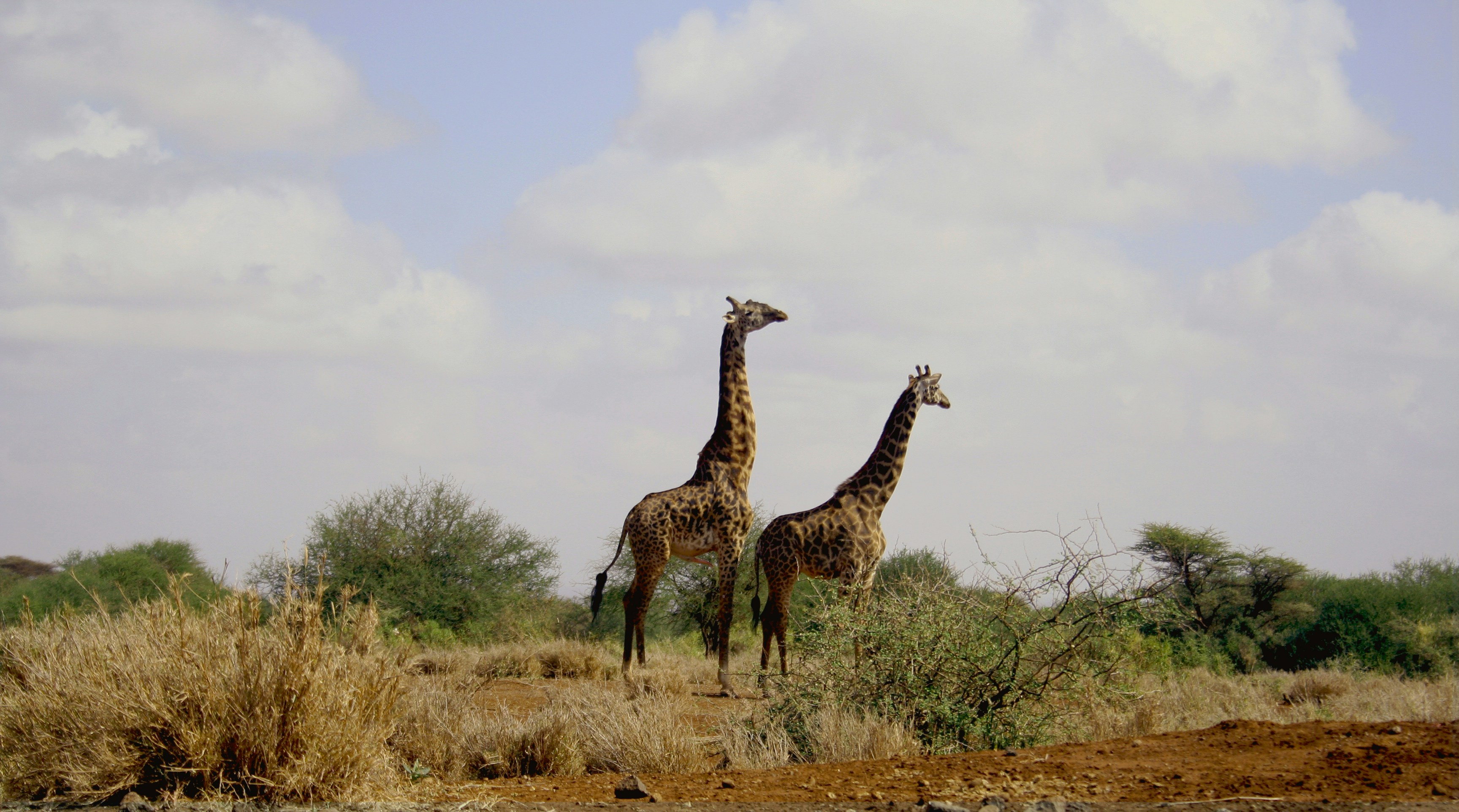 Two giraffe animals photo – Free Wildlife Image on Unsplash