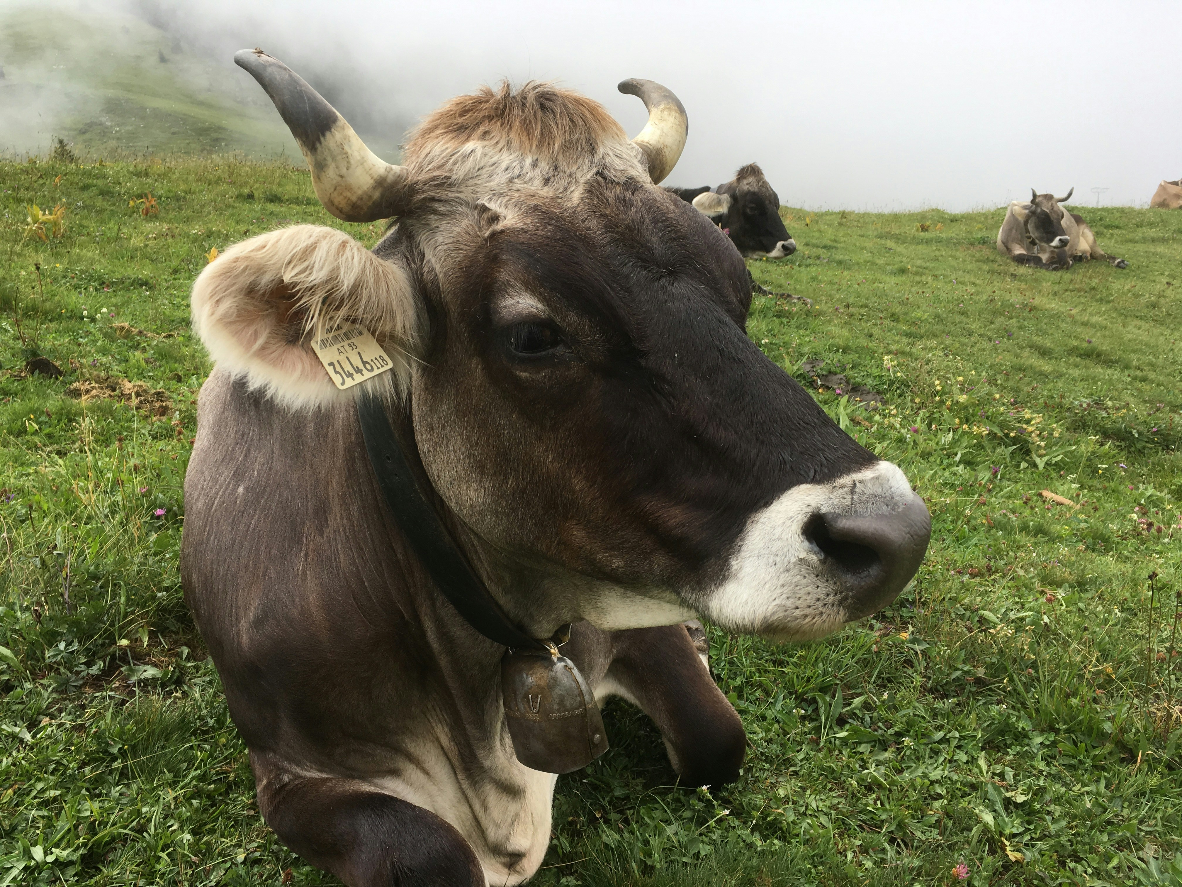 Curious Highland Cow Portrait Amid a Misty Alpine Meadow