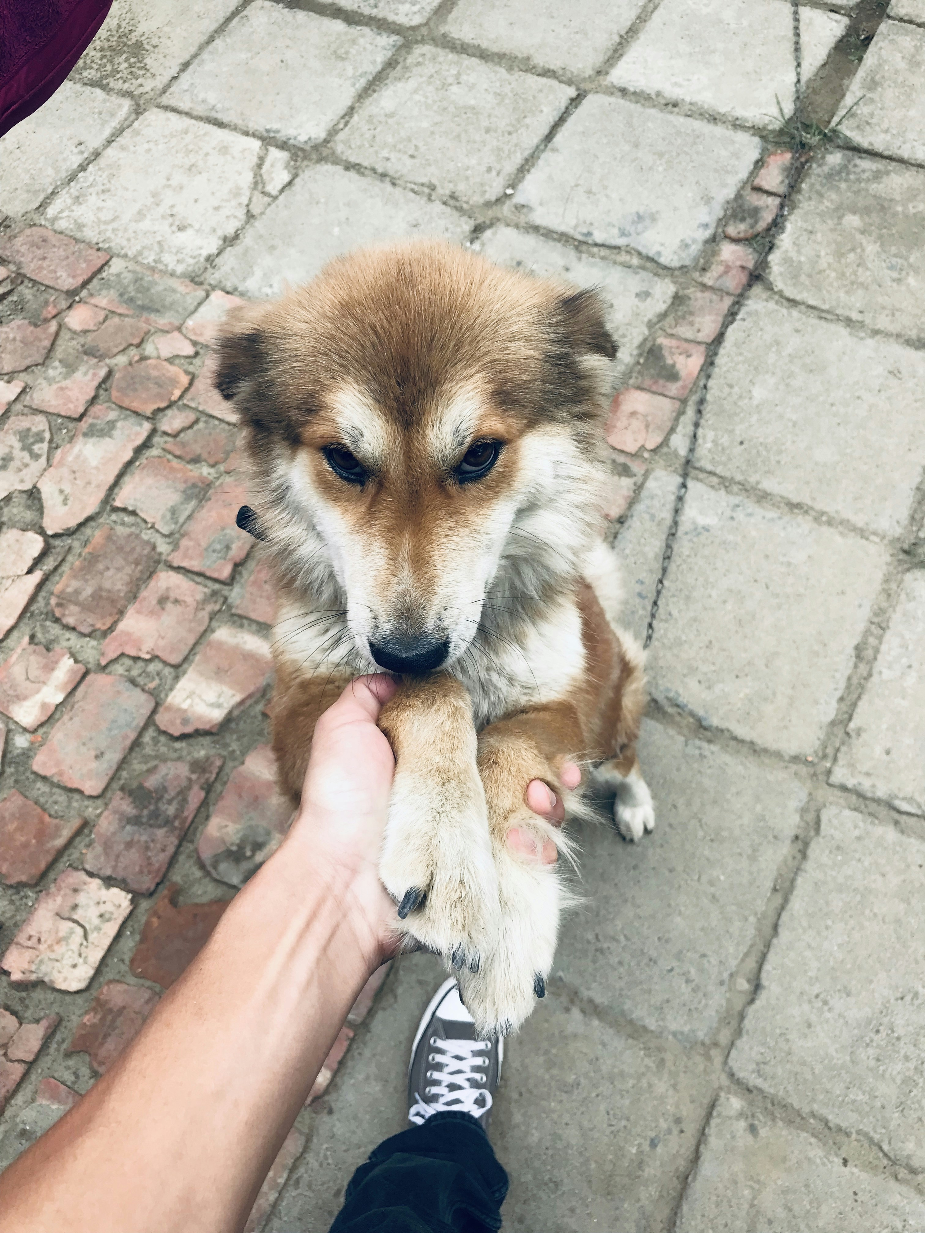 Dog offering paw in a handshake on a cobblestone path.