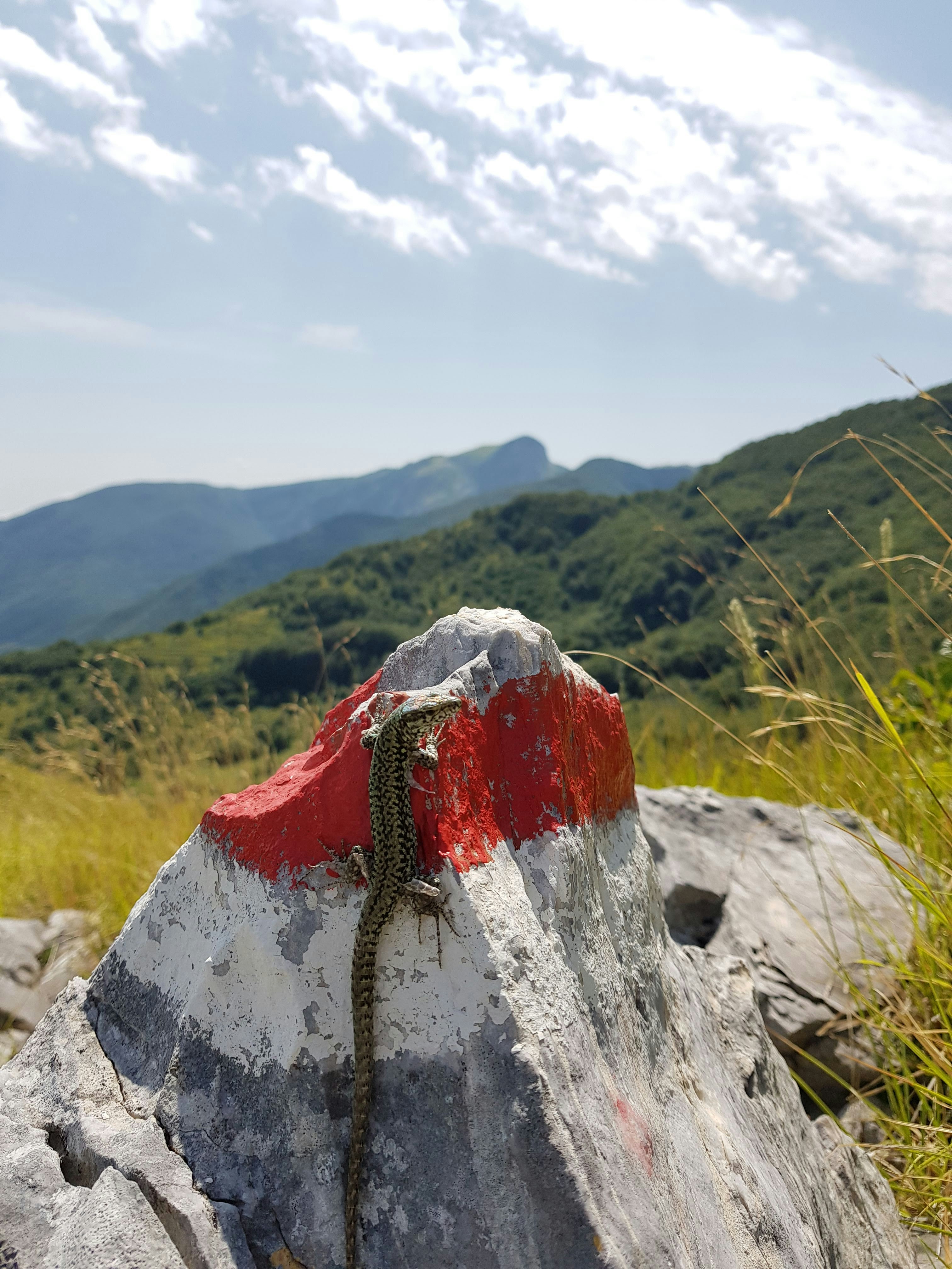 Lizard on Painted Rock: A Hike’s Quiet Milestone