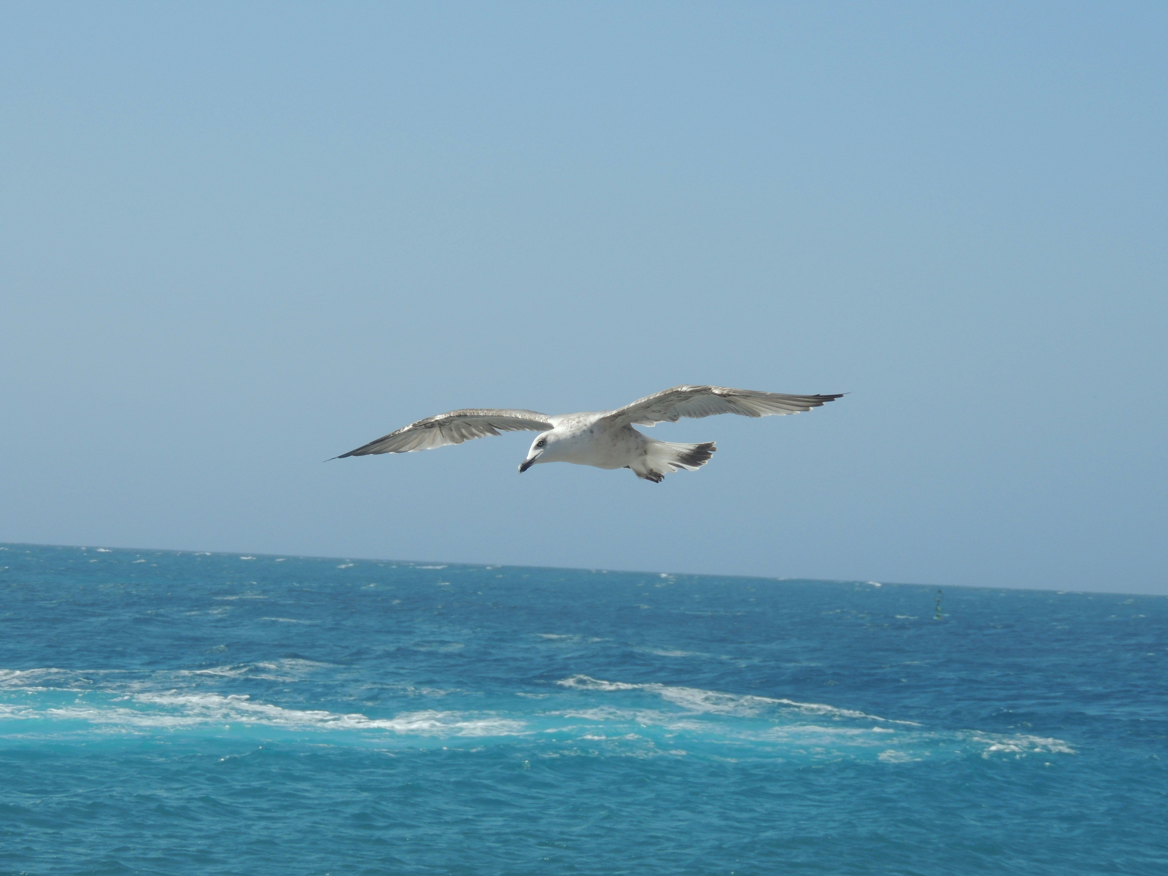 A seagull in mid-flight above a turquoise ocean, wings spread against a clear blue sky. The photograph centers the bird as the focal point against the expansive seascape.