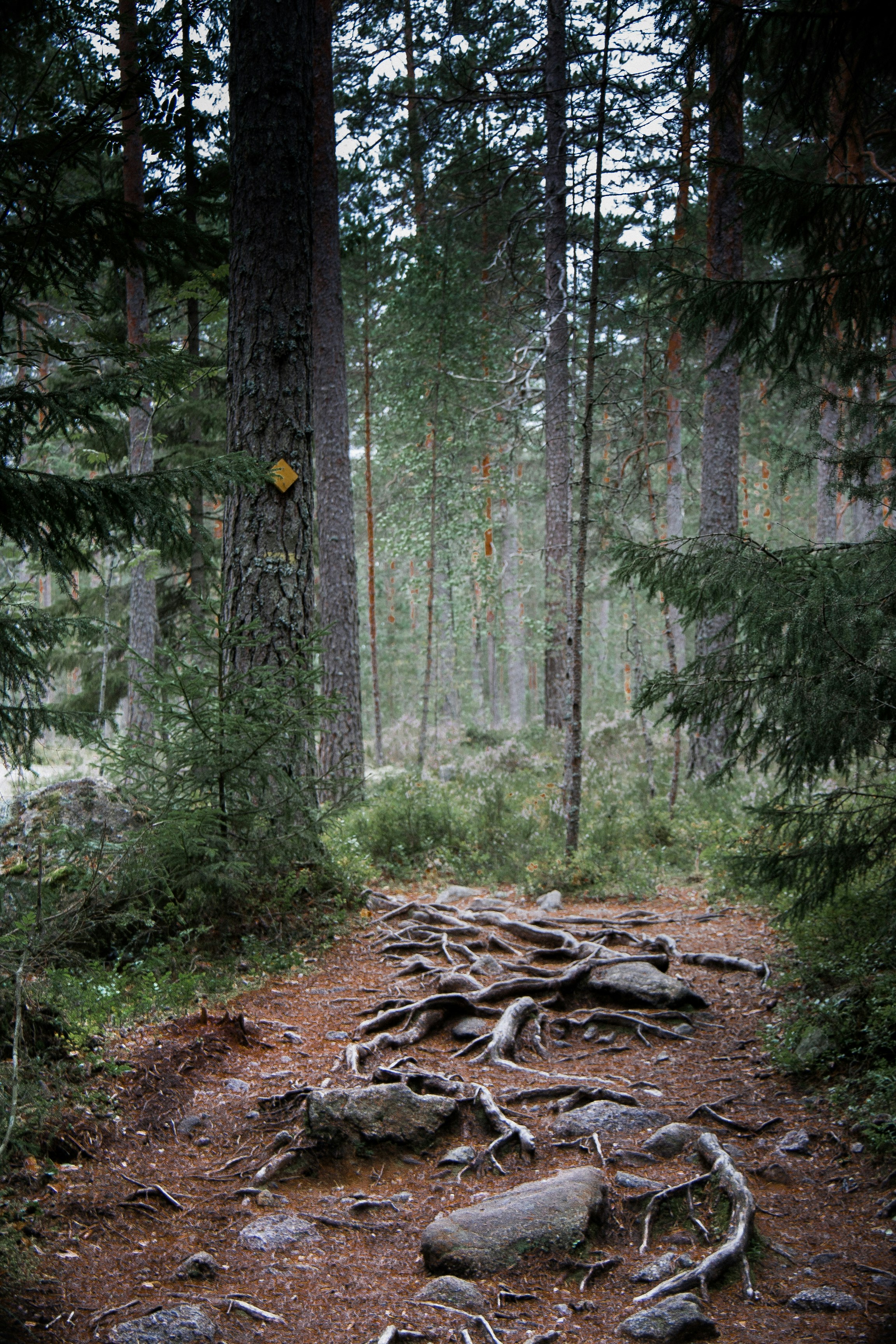 Whispers of the Forest Pathway