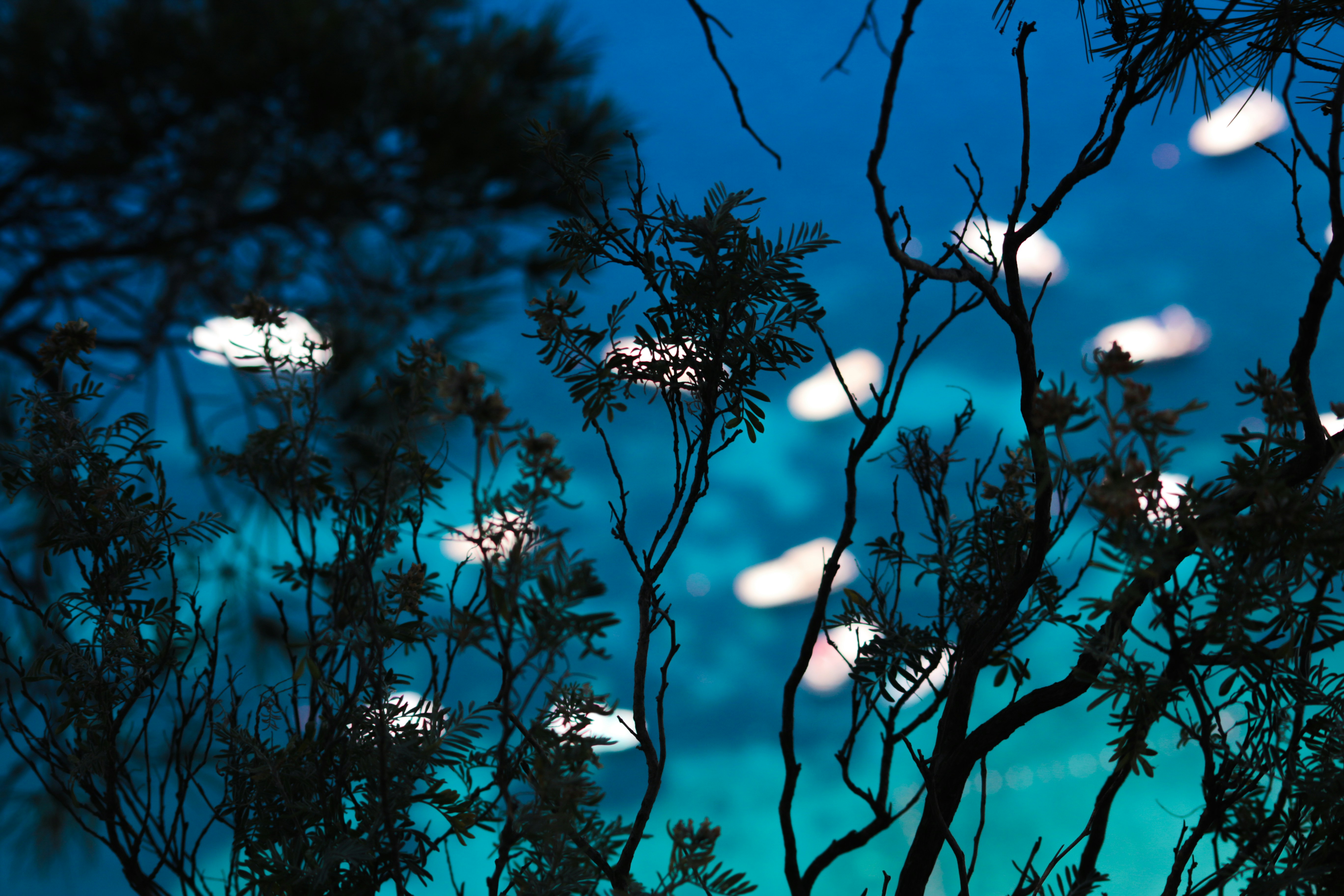 Azure Canopy: Silhouettes of Underwater Fronds in Electric Blue