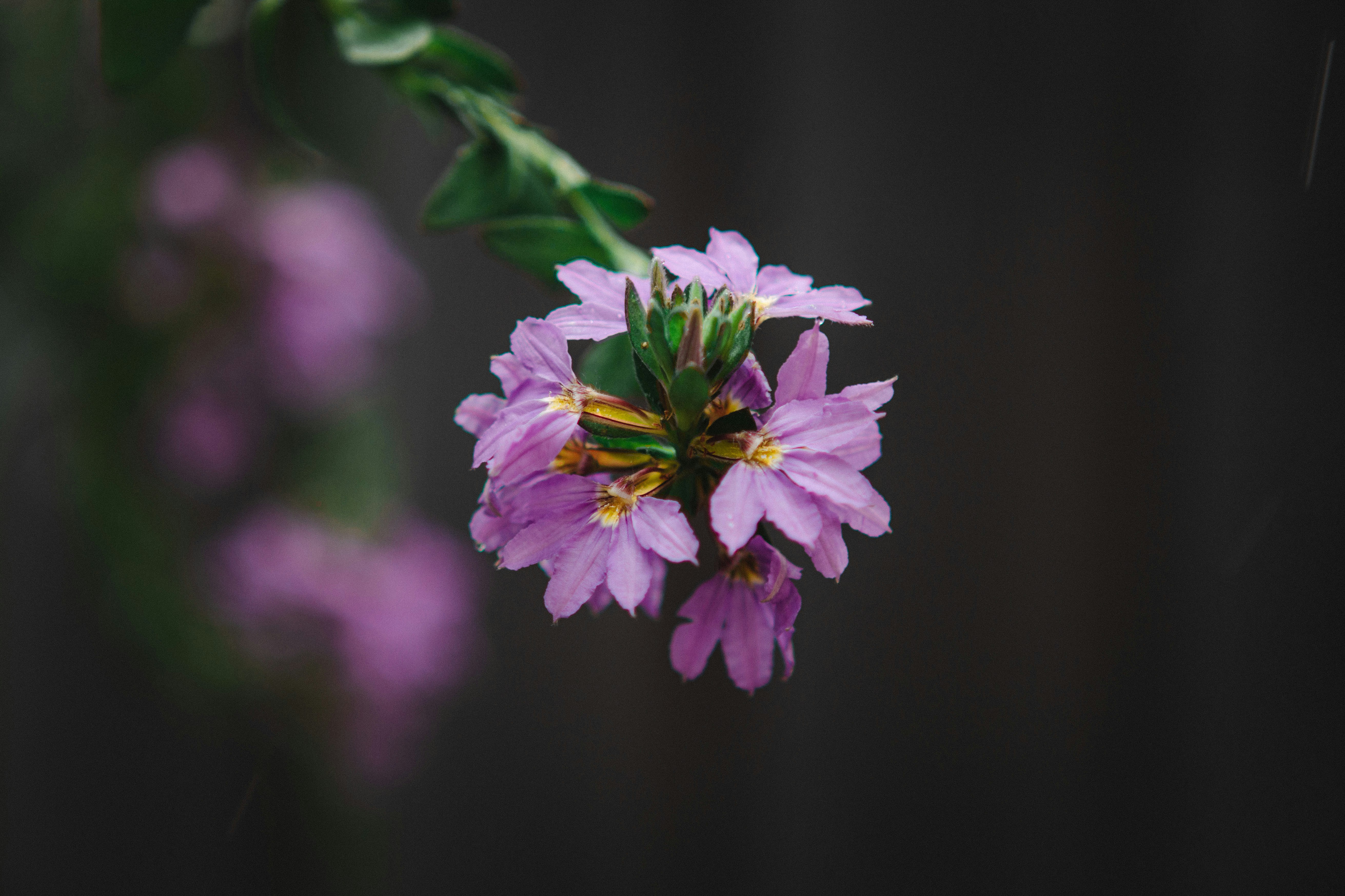 Midnight Violet: A Bloom Piercing the Velvet Blur Amid Rain