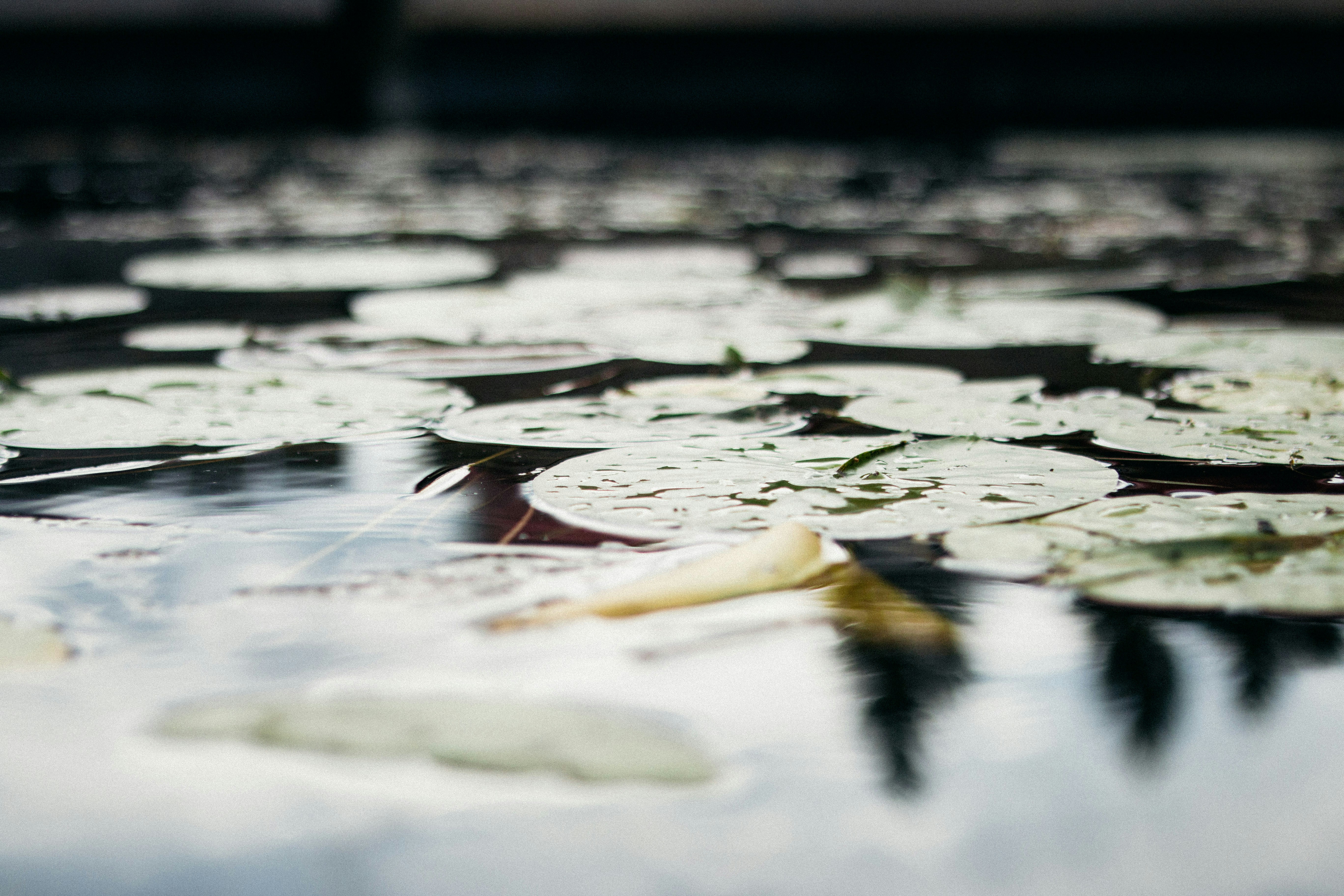 Delicate water lilies float gracefully on a tranquil pond, their reflections creating a harmonious interplay of light and shadow.