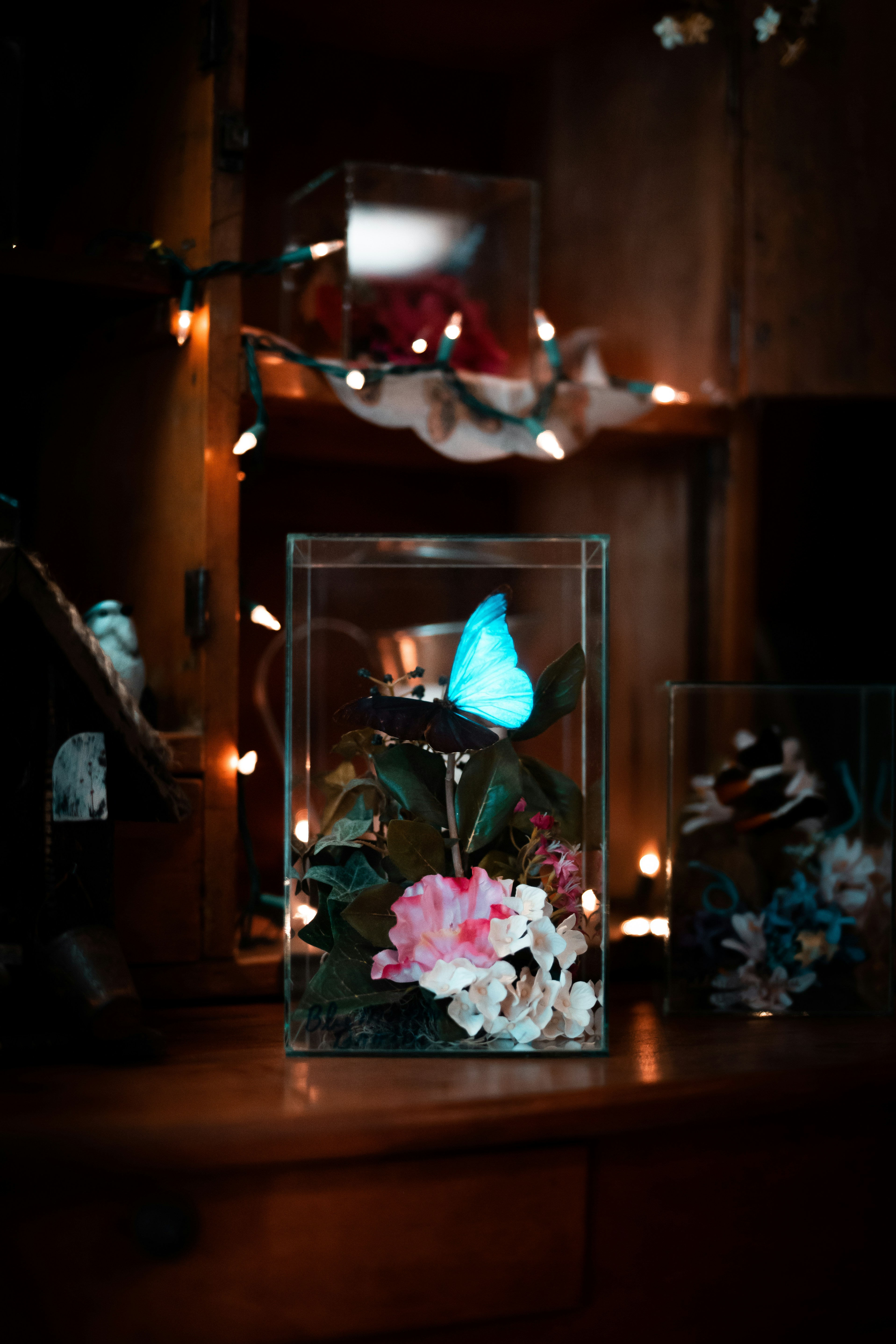 Azure Butterfly in Glass Case Amid Warm Shelf Lights