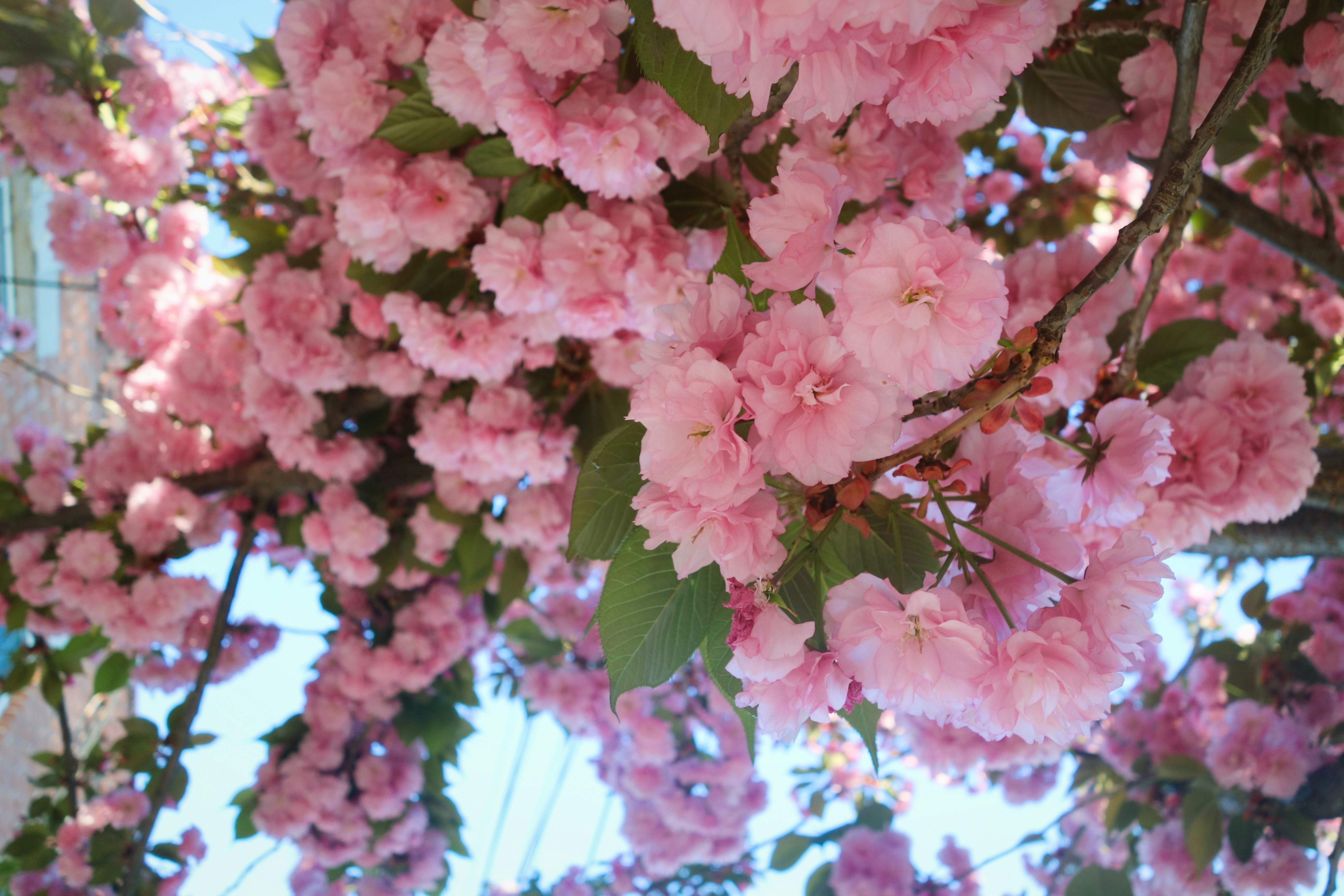 pink flower lot close-up photography