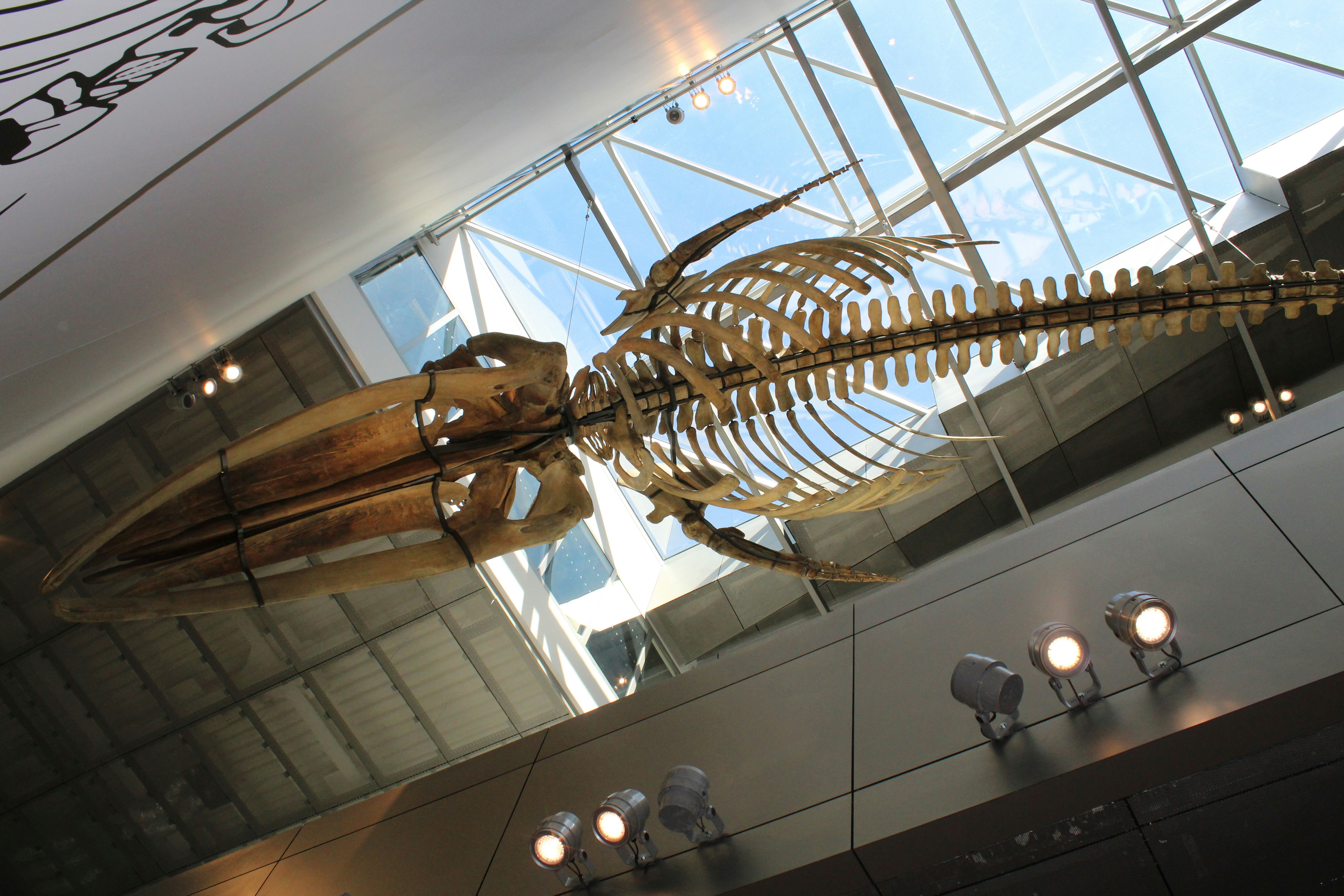 Sea creature skeleton inside building photo – Free Skeleton Image on ...