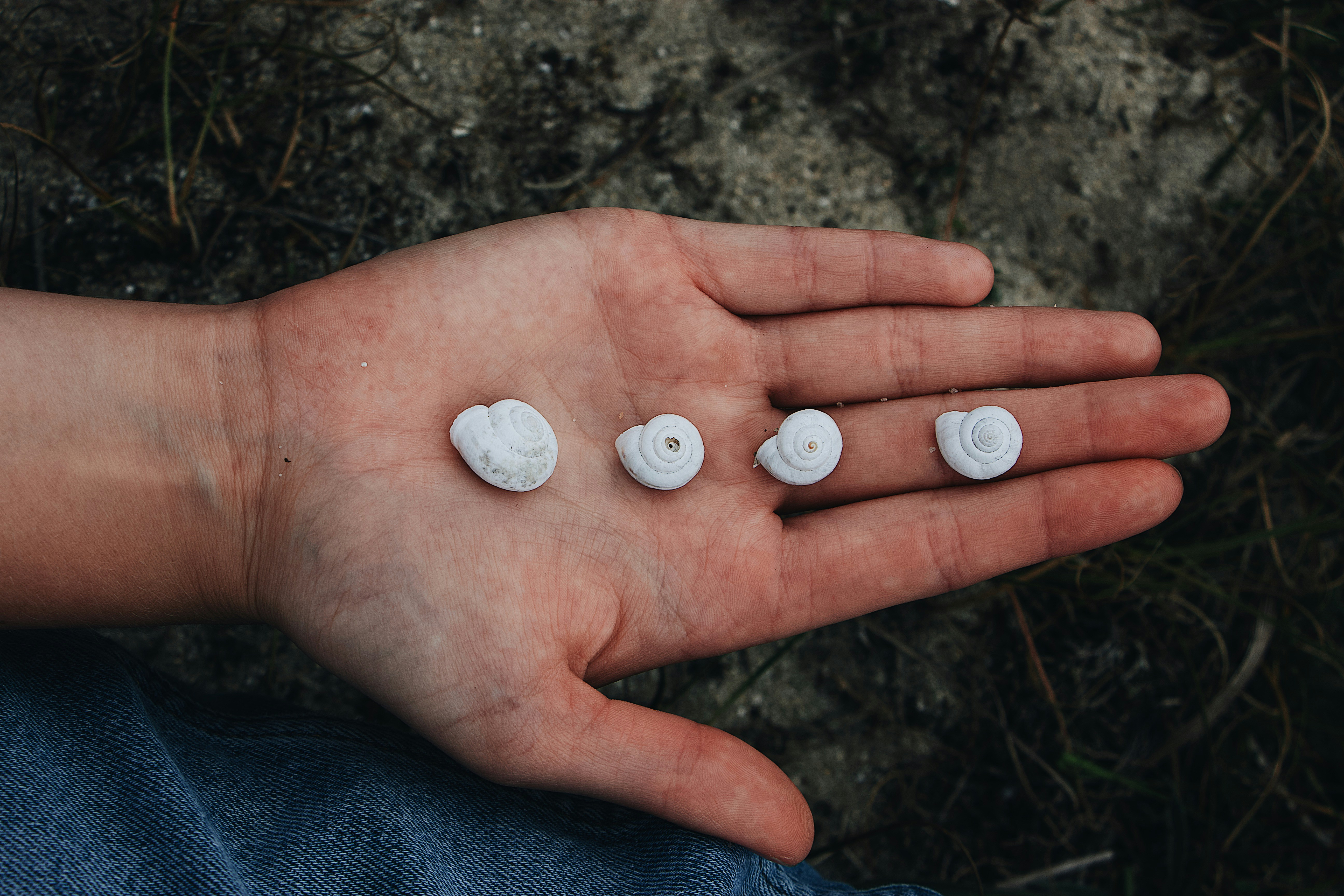 Palmful of Tiny Seashells: Four Quiet Shore Treasures