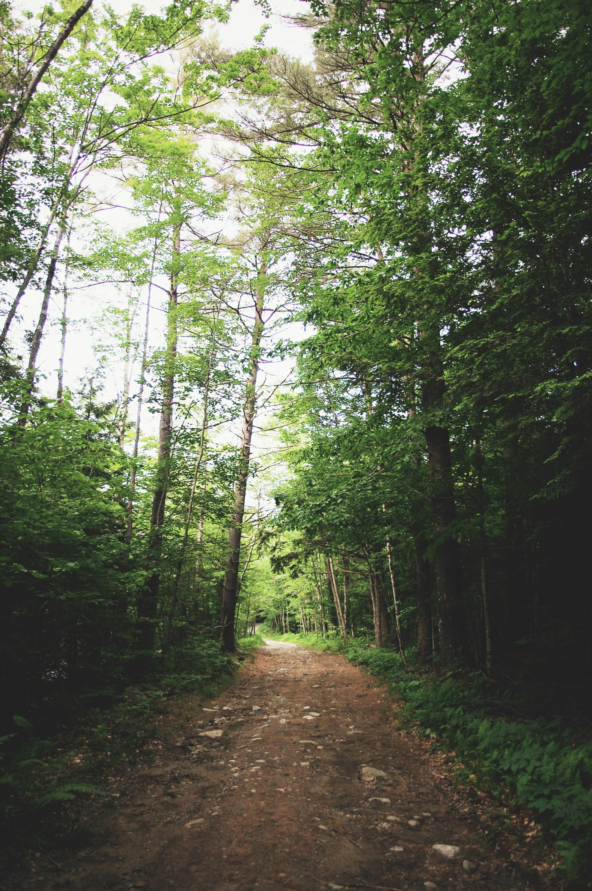 Dirt trail flanked by lush green trees under a softly lit sky.