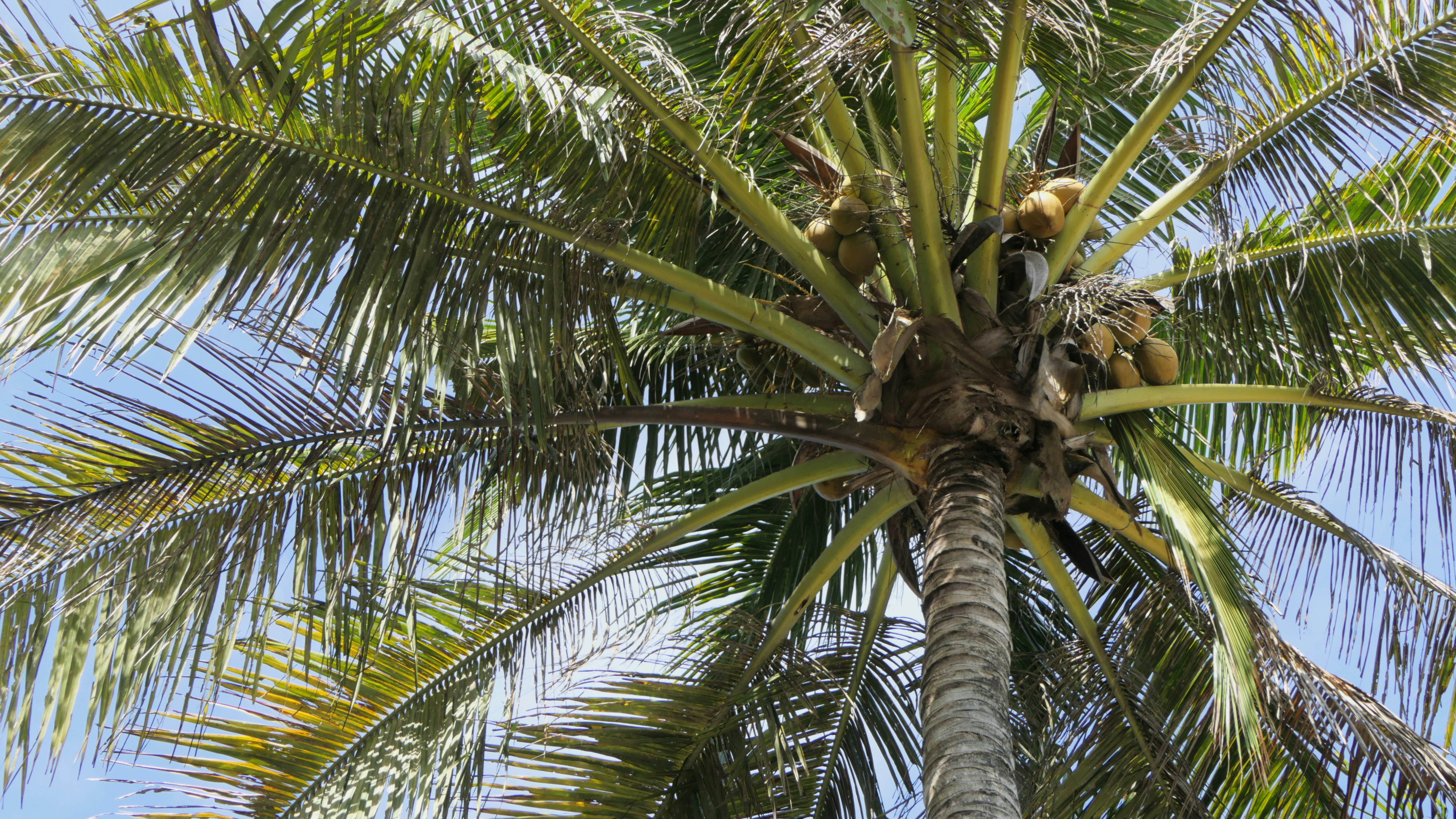 Green and black coconut tree close-up photography photo – Free Kebumen ...