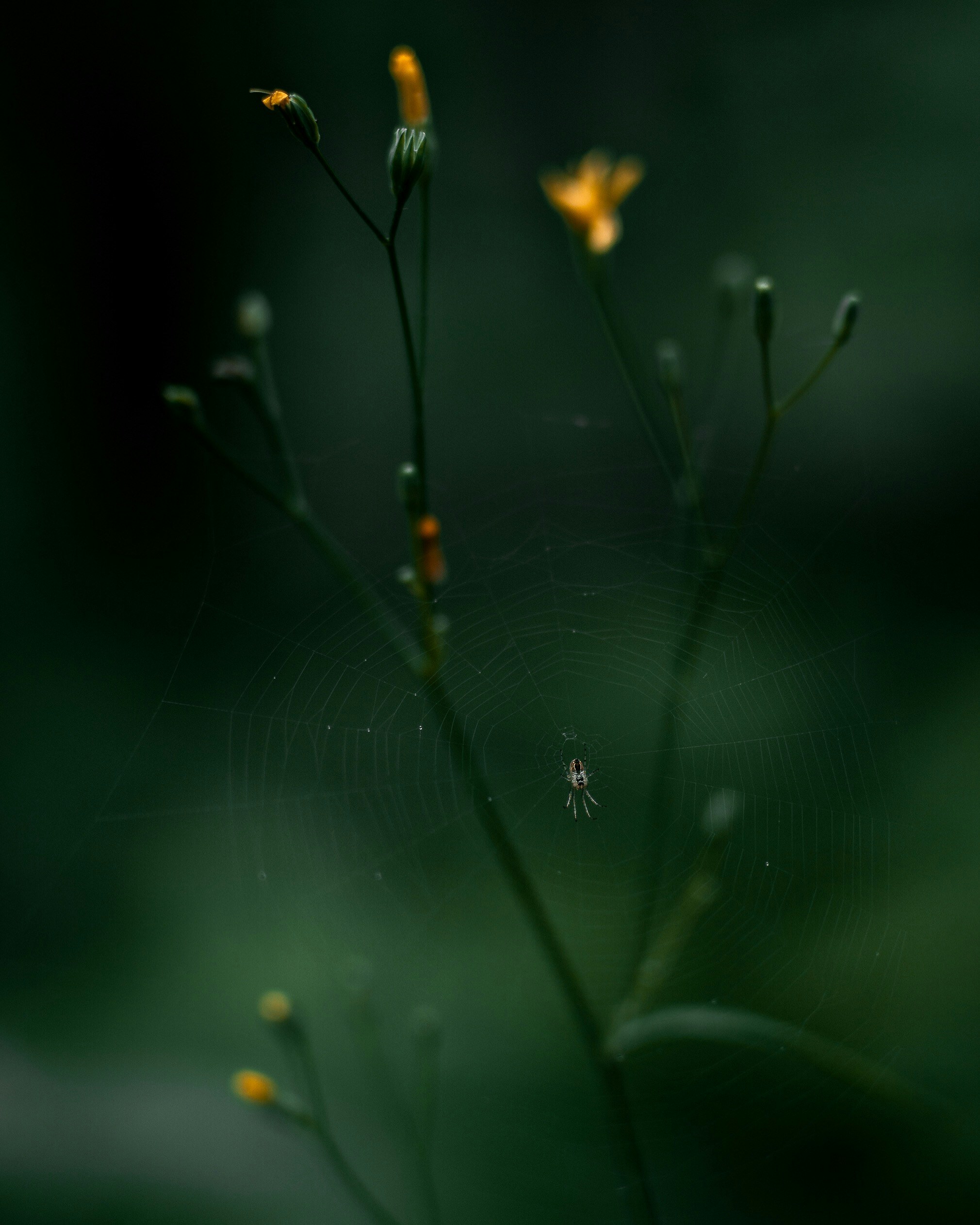 spider in web