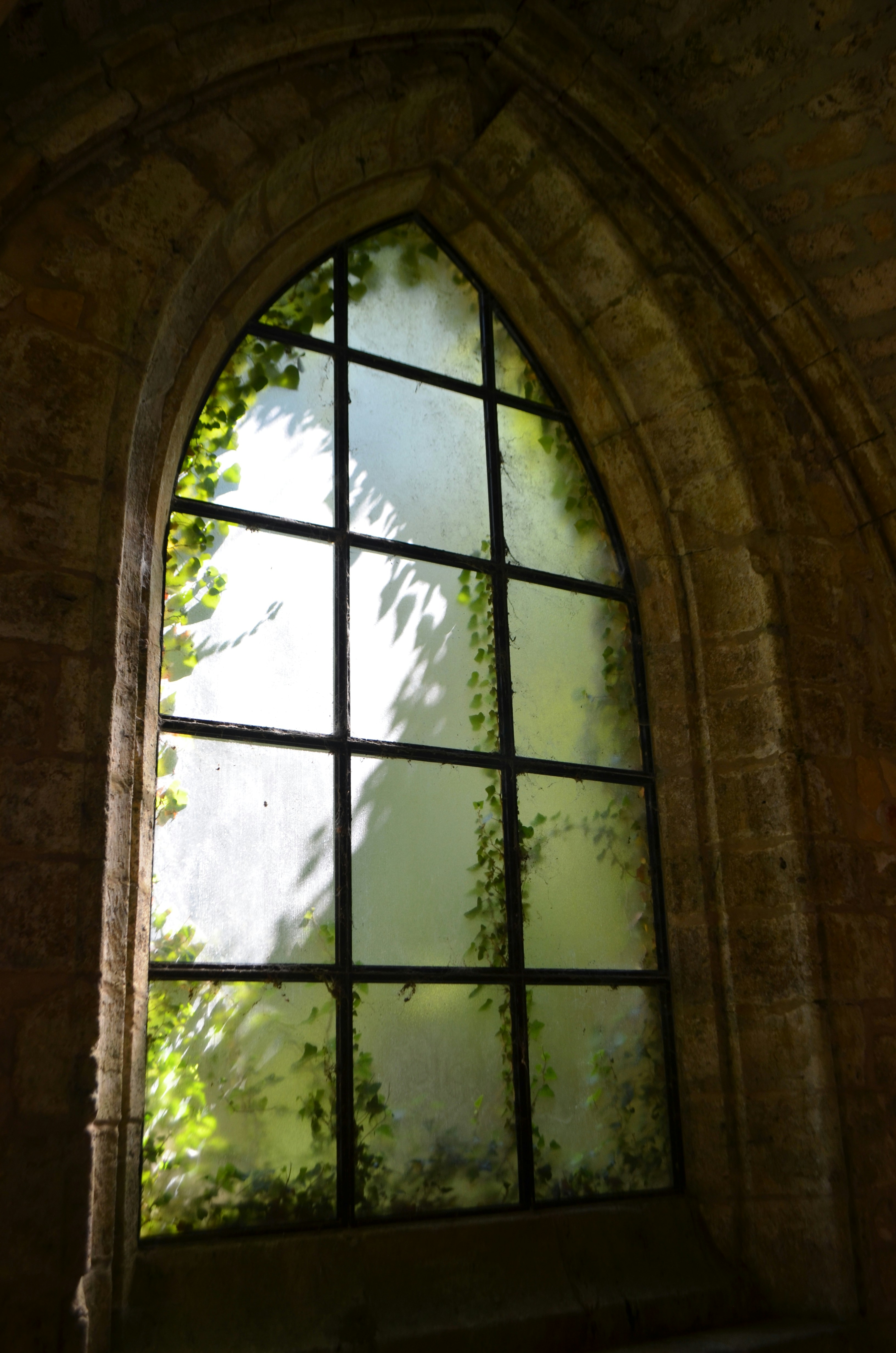 A weathered arched window adorned with creeping ivy, casting soft shadows on the frosted panes. The interplay of light and foliage creates a serene atmosphere.