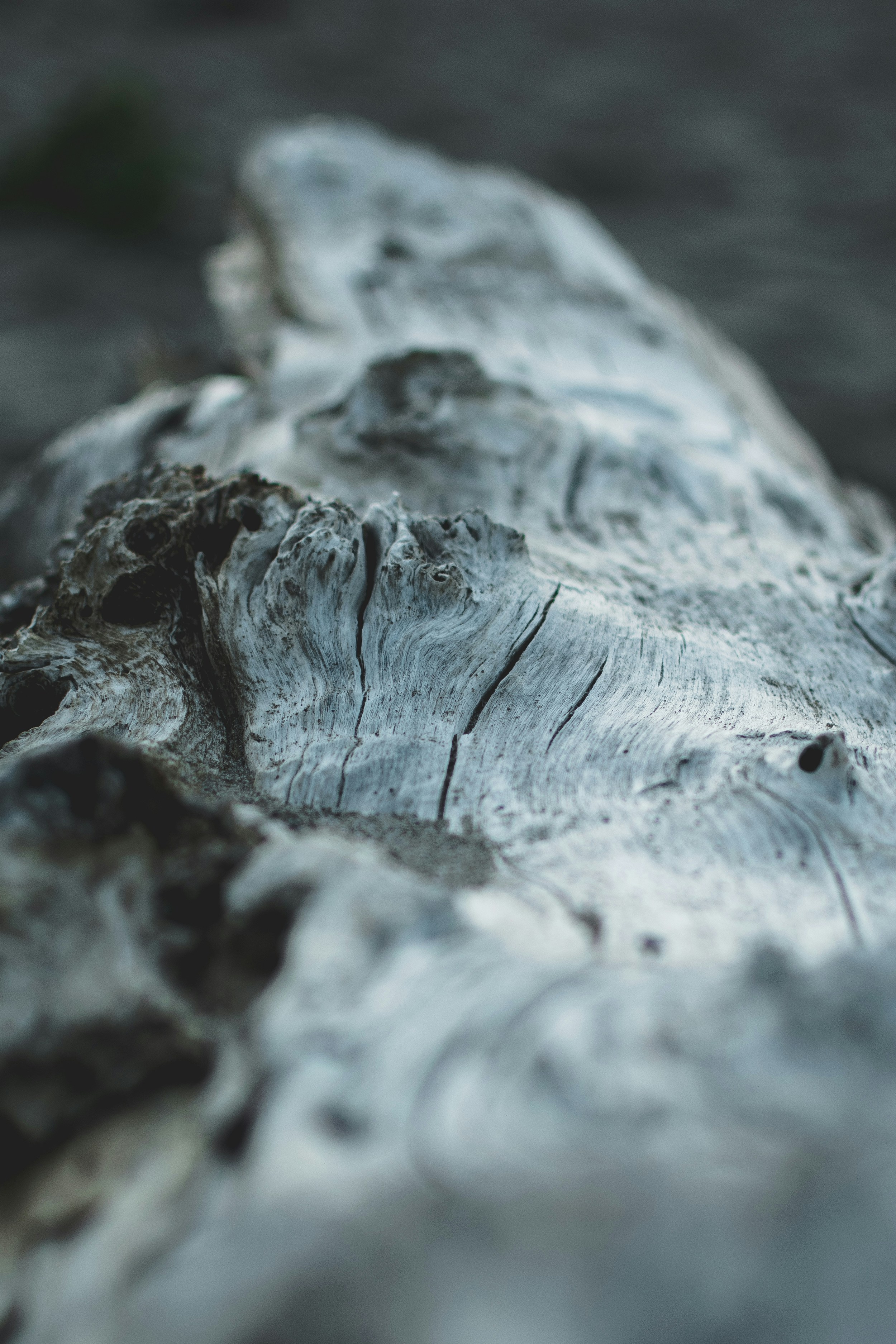 Gray log photo – Free Grey Image on Unsplash