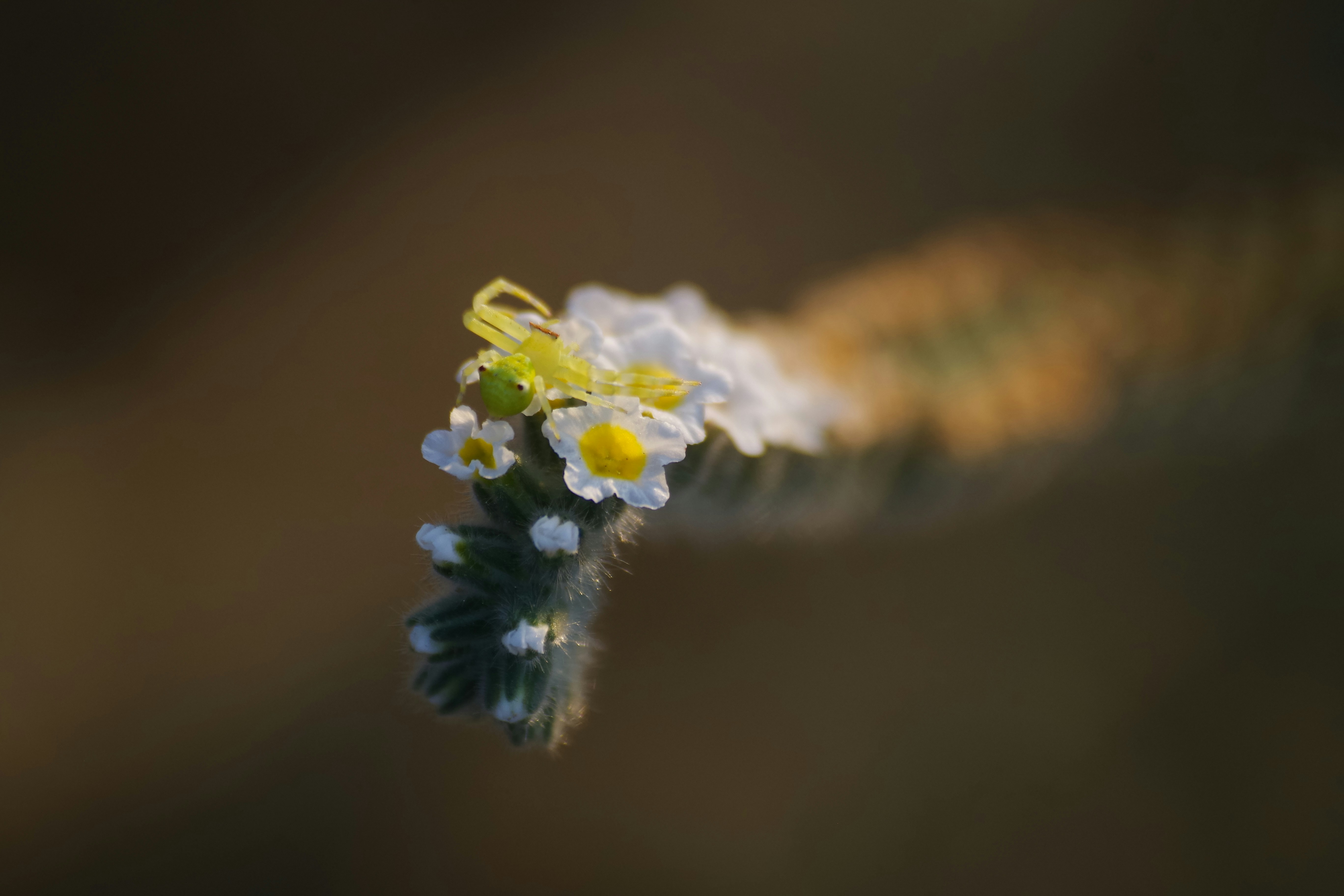 Curved Blossom in Soft Twilight