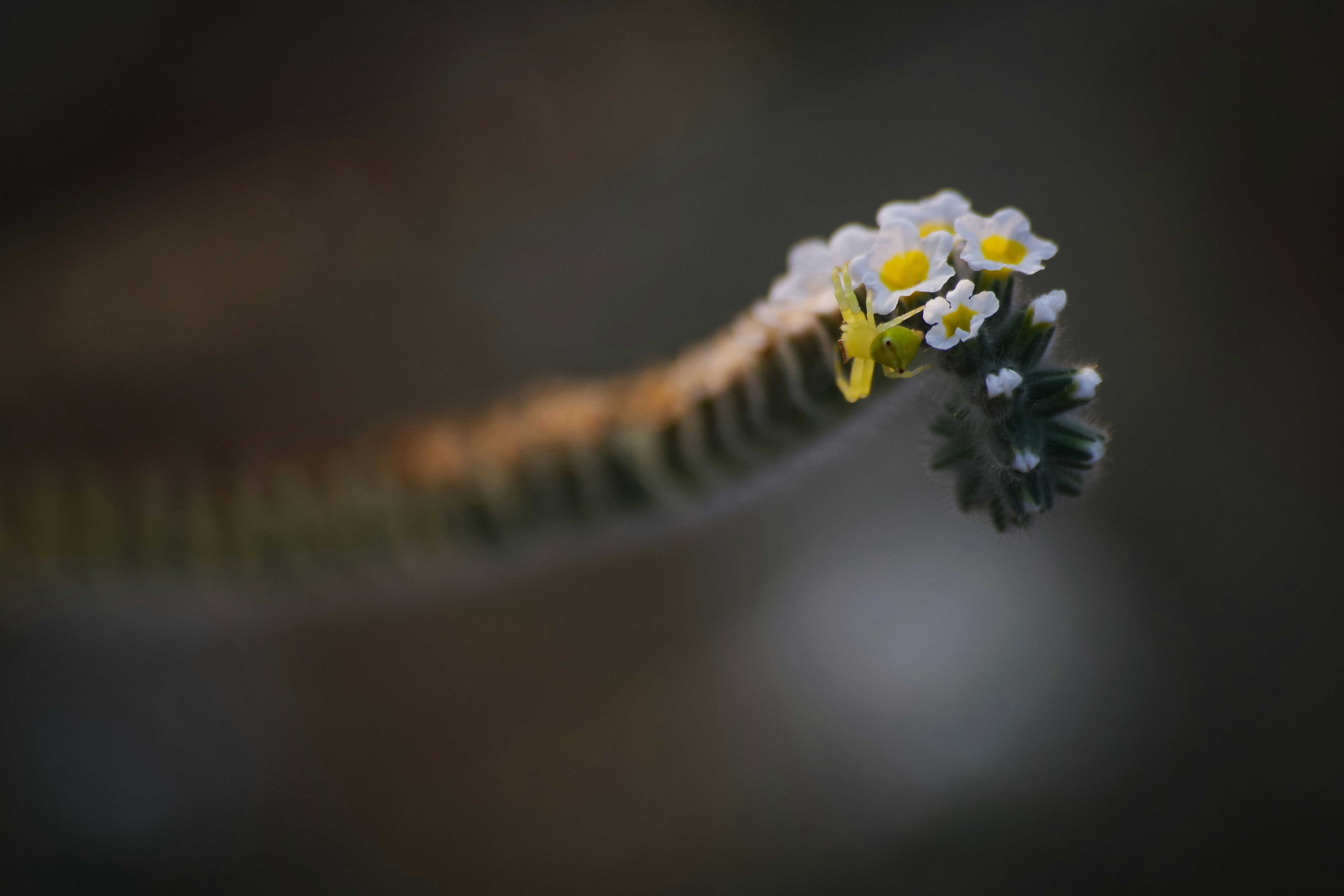 Daisy Crown on a Curved Stem in Velvet Bokeh