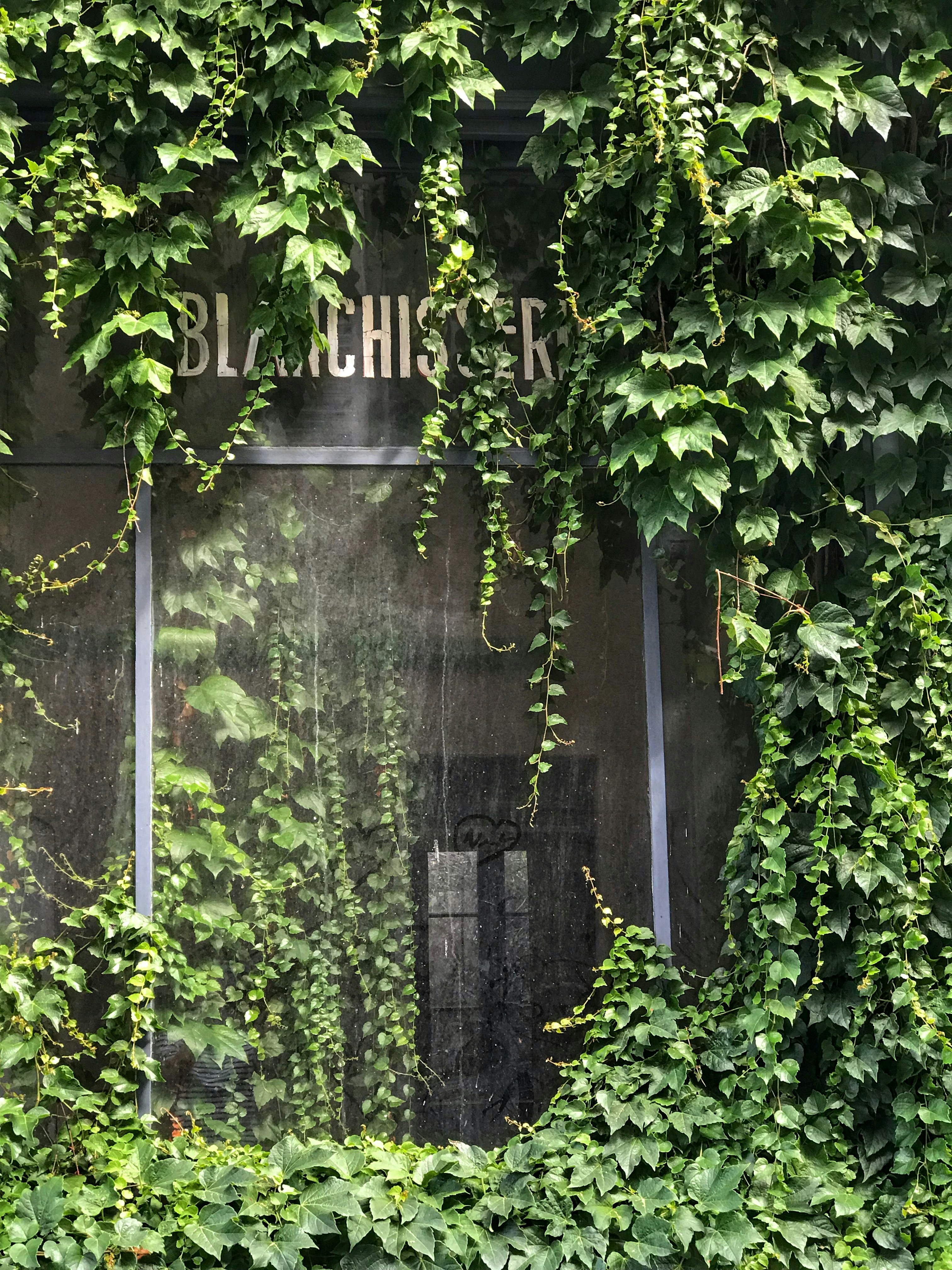Hidden Doorway Framed by a Cascade of Ivy