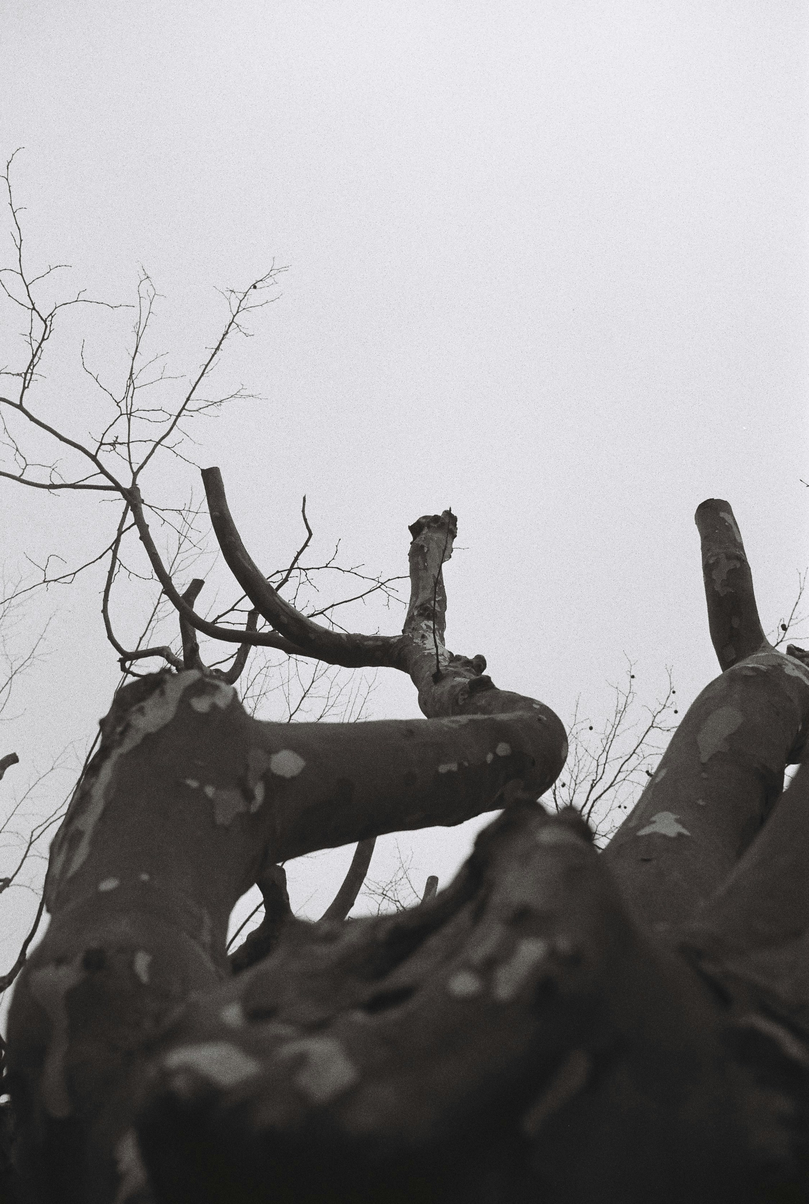 Intricate branches of a tree reaching skyward, captured from a low angle against a muted sky.