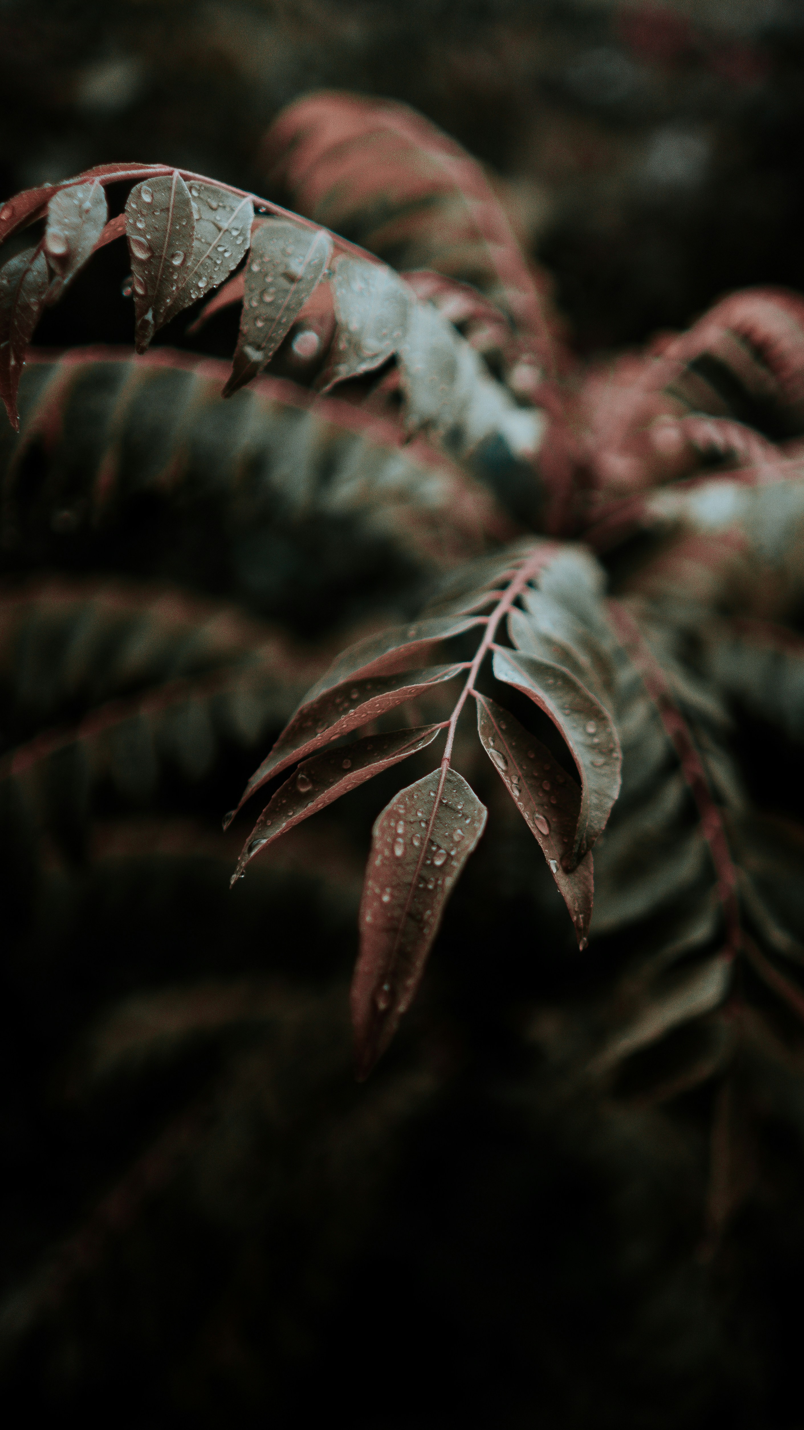 Dark Nature Pictures | Download Free Images on Unsplash