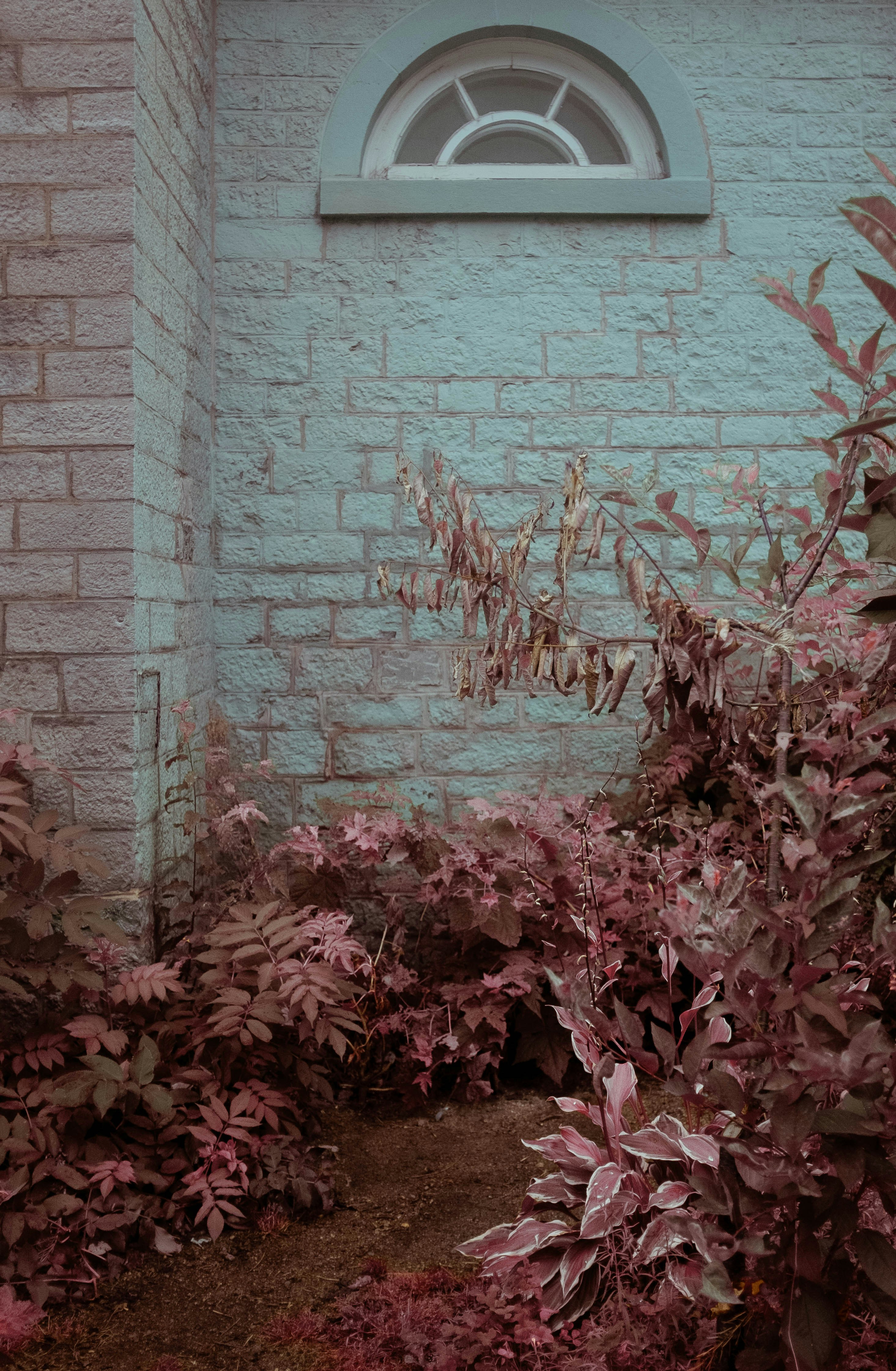 Teal Wall, Rose-tinged Foliage: A Quiet Architectural Garden