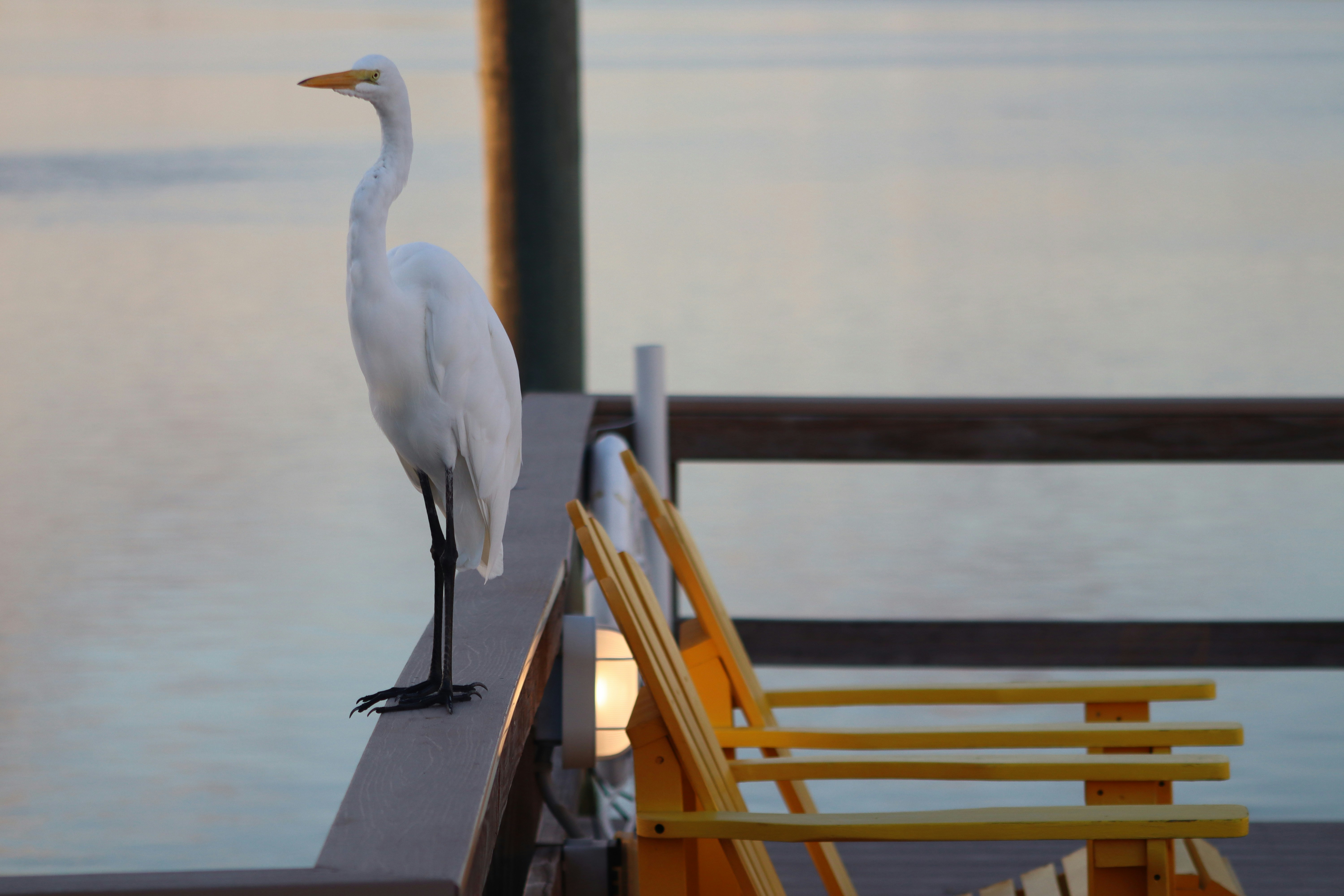 Egret at the End of the Dock: White silhouette against a calm, sunlit water