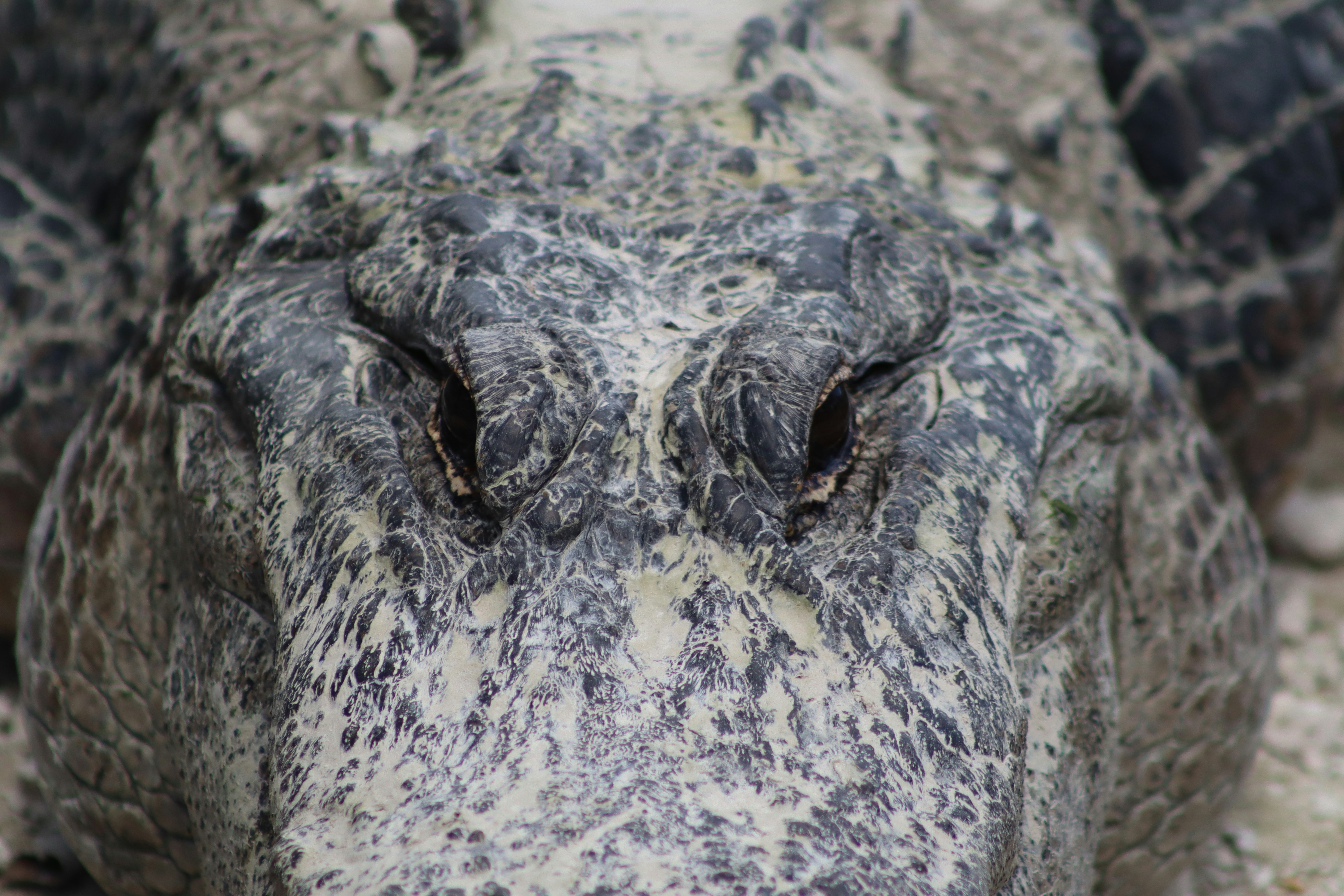 Mud-Streaked Snout: a Crocodile's Armor Exposed in Macro
