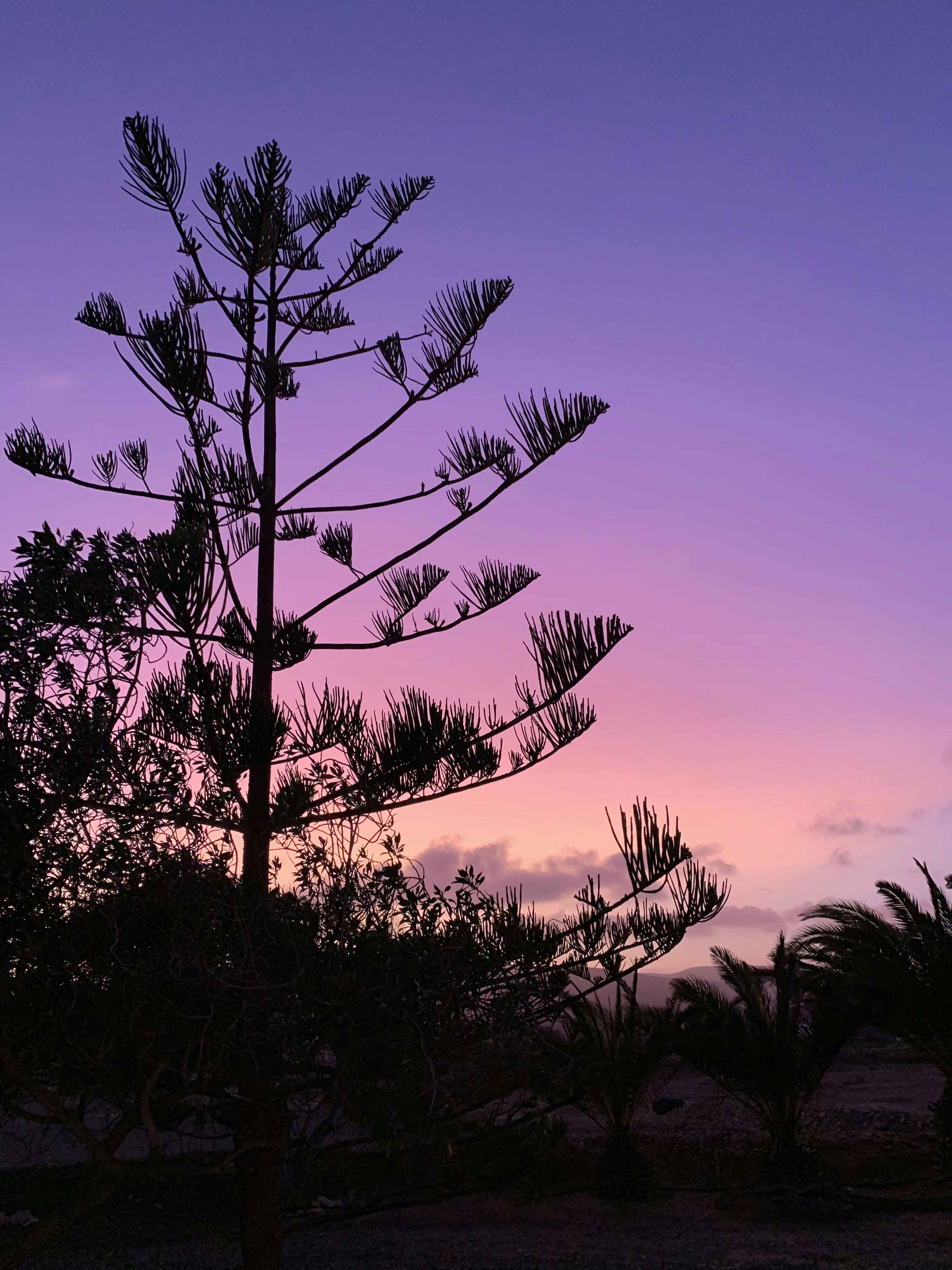 Silhouette of a tall tree against a gradient sky transitioning from purple to pink at dusk.
