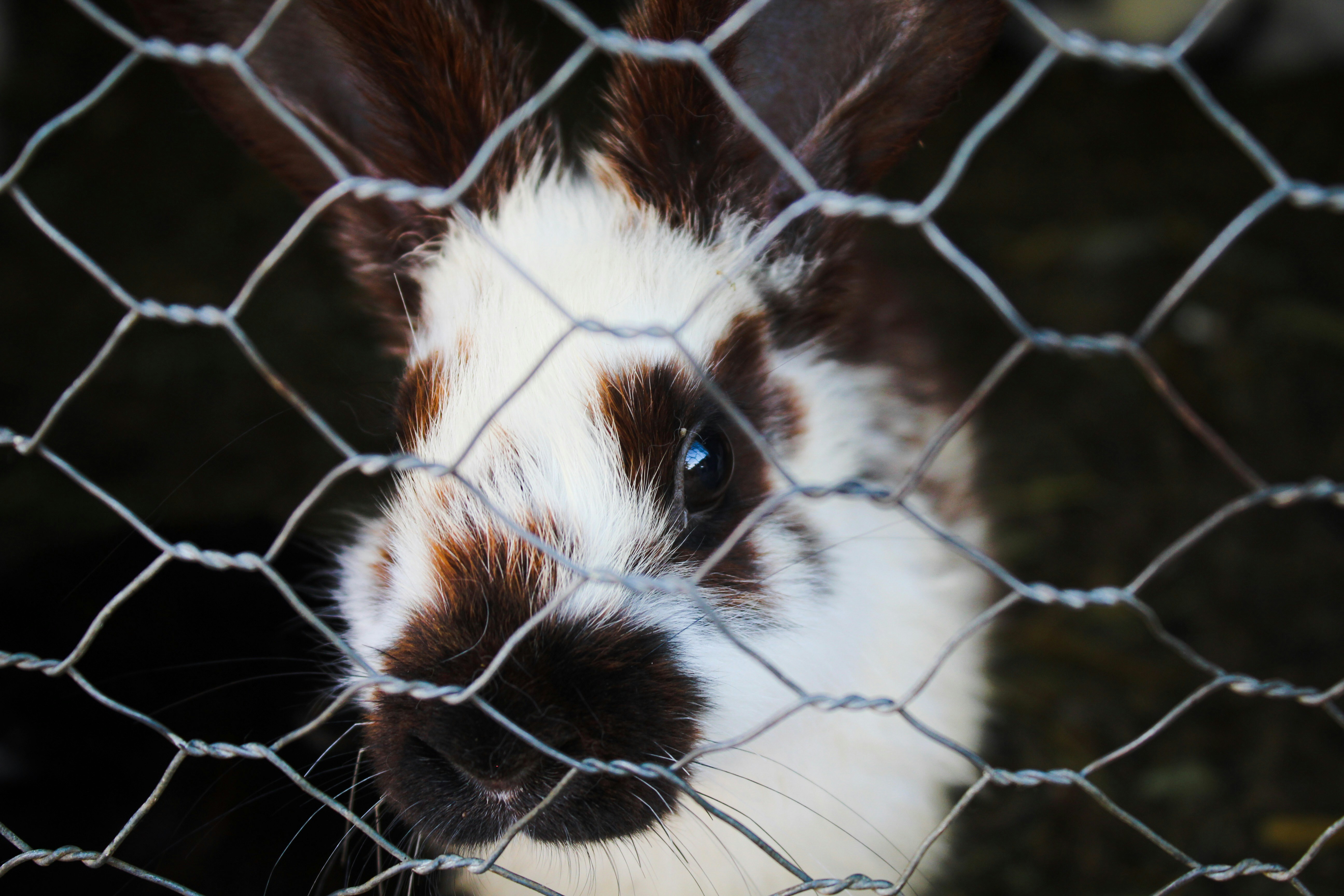 Peering Through the Mesh: A Curious Eye in Focus