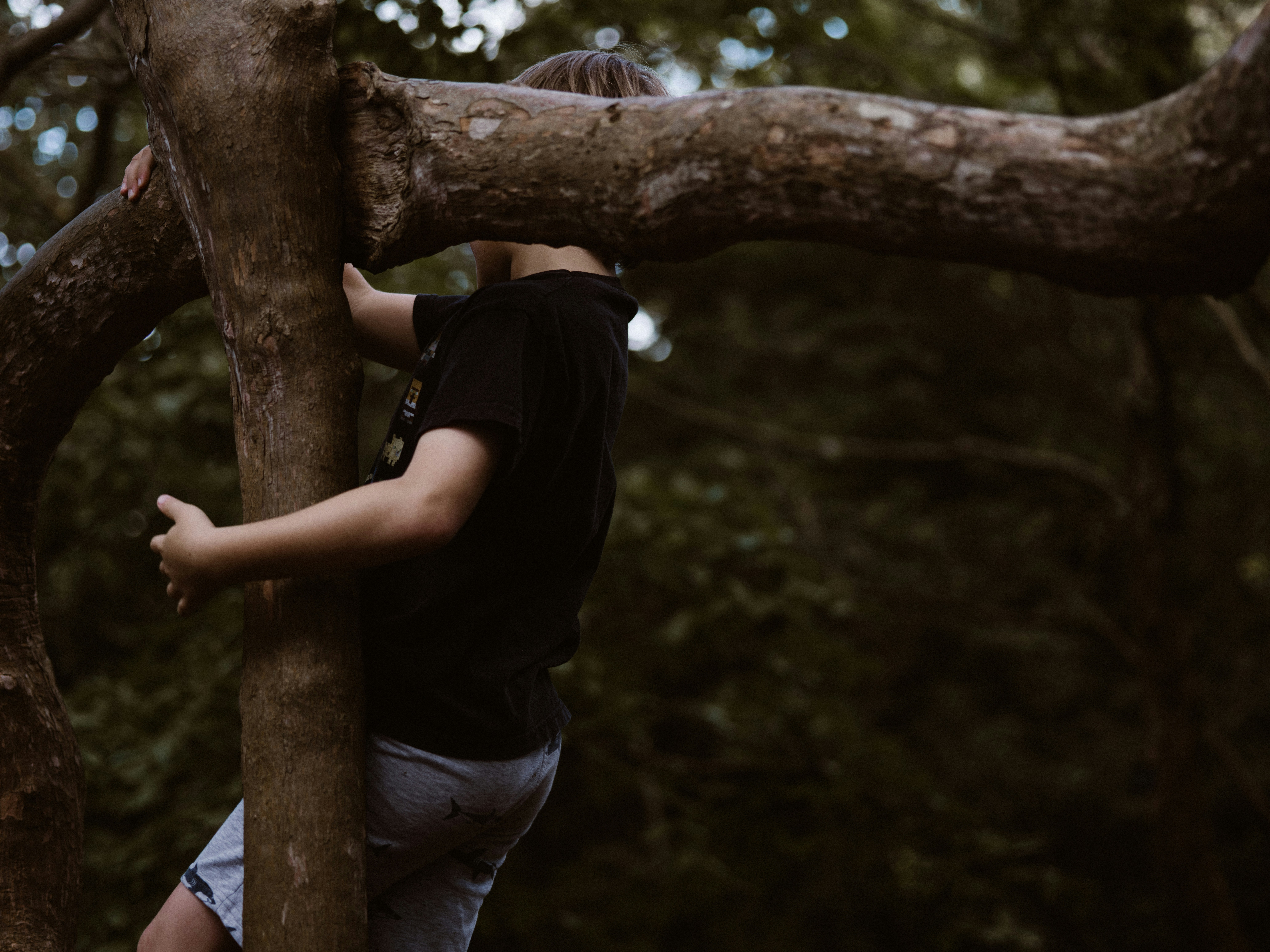 Man climbing tree photo – Free Family Image on Unsplash