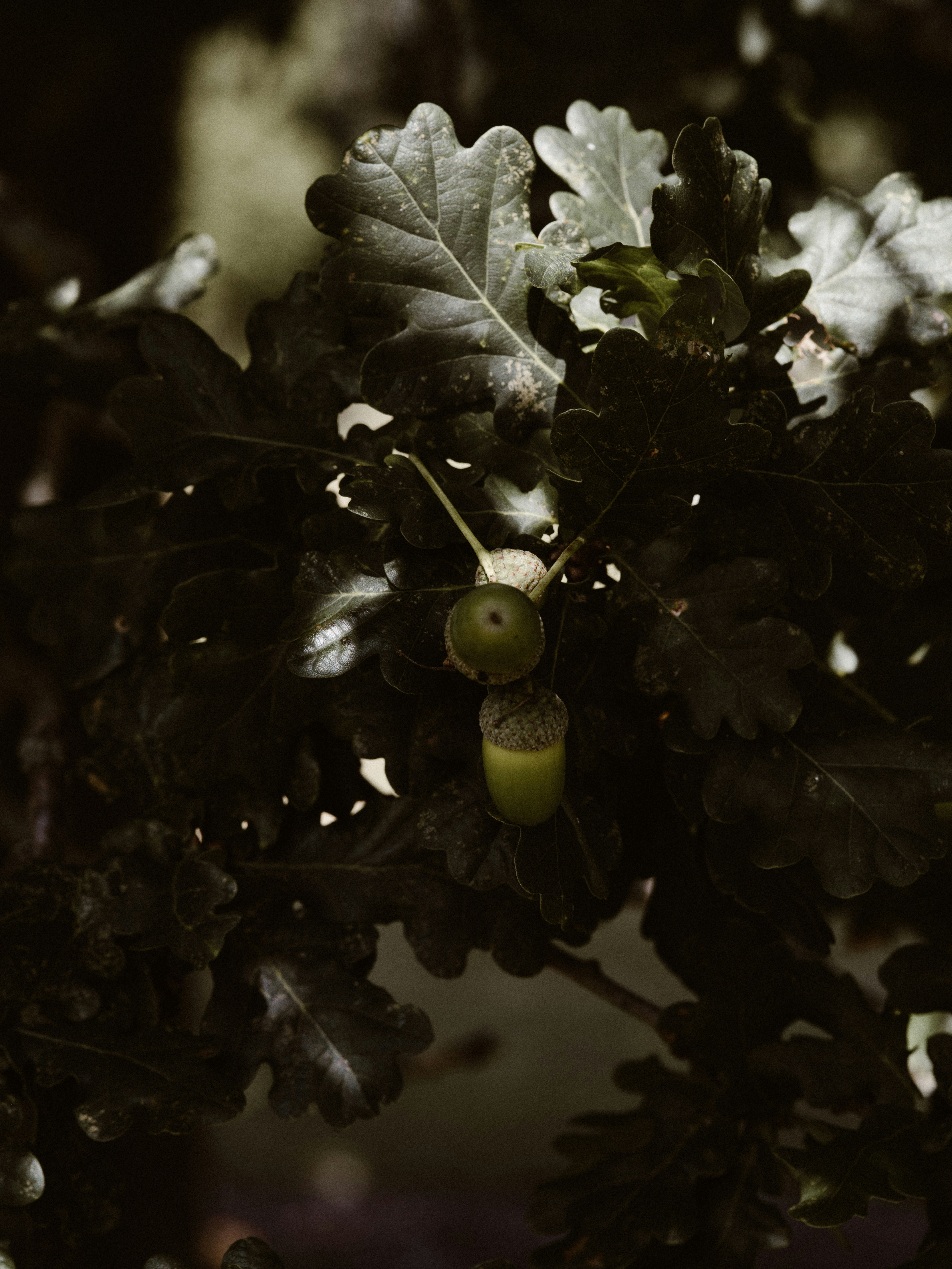 Acorns nestled among deep green oak leaves, illuminated by soft light, showcasing the beauty of seasonal change.