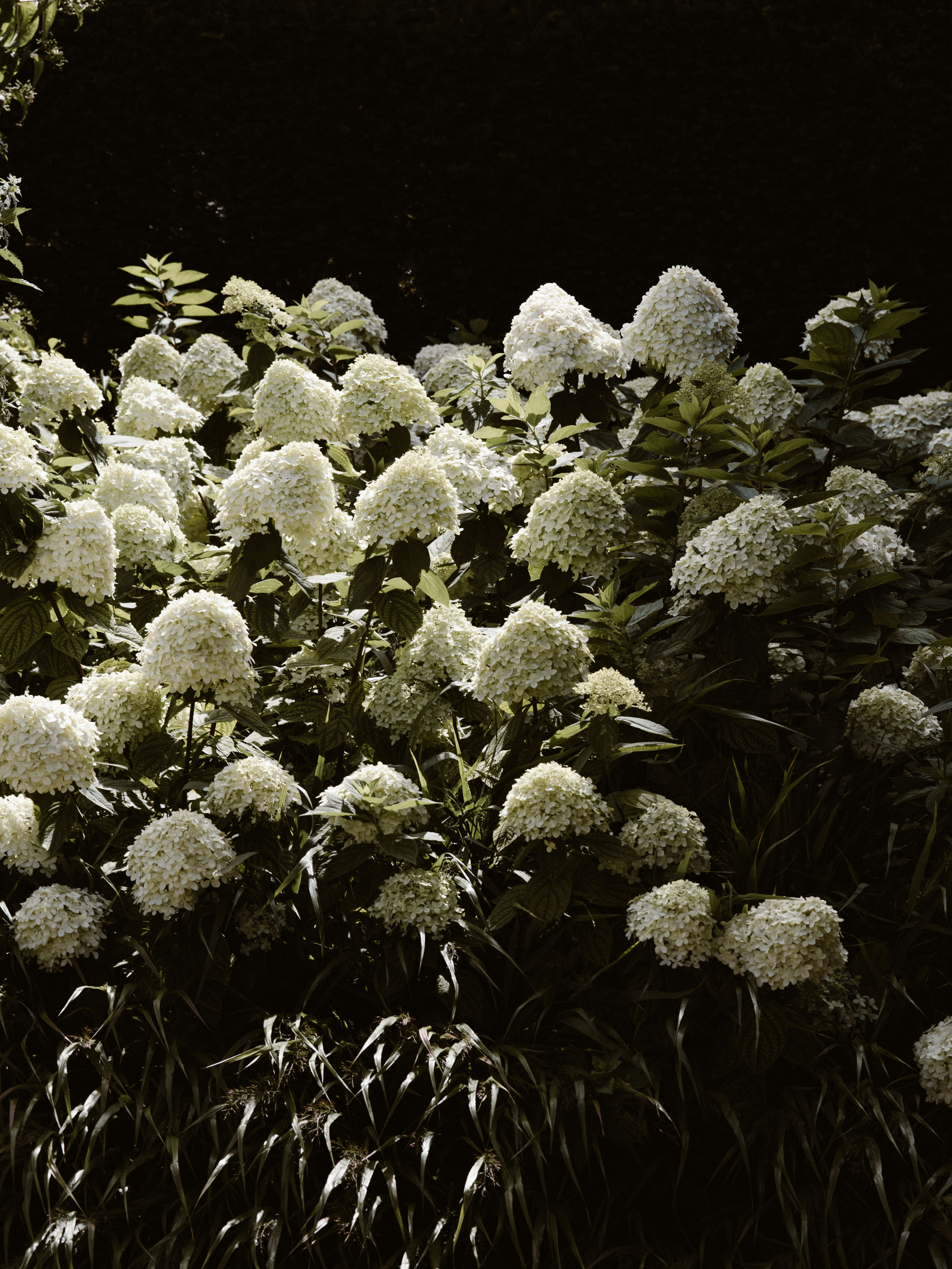 Monochrome Hydrangea: White Clusters in Velvet Shadow