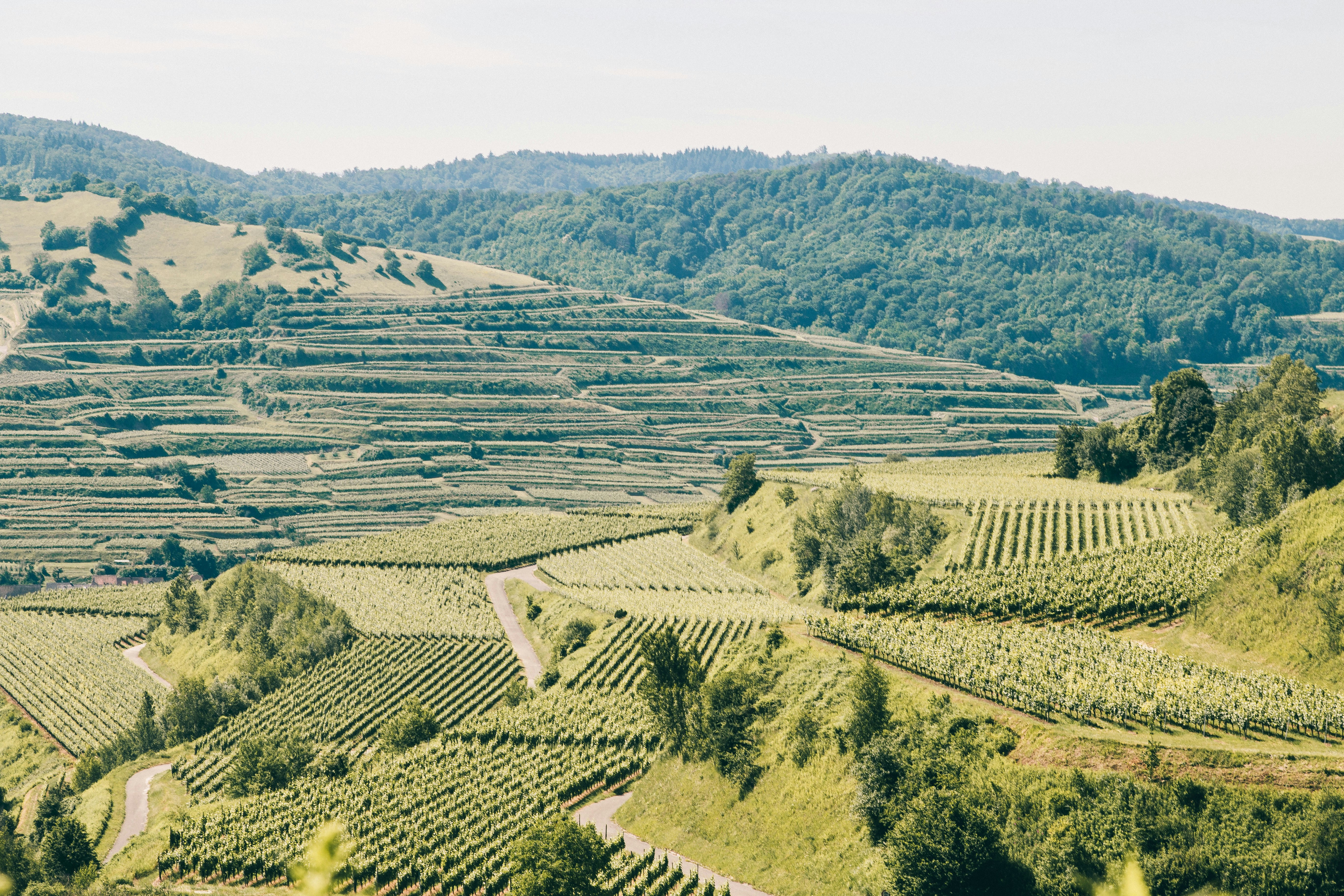 Germany, grapes fields, landscape 
