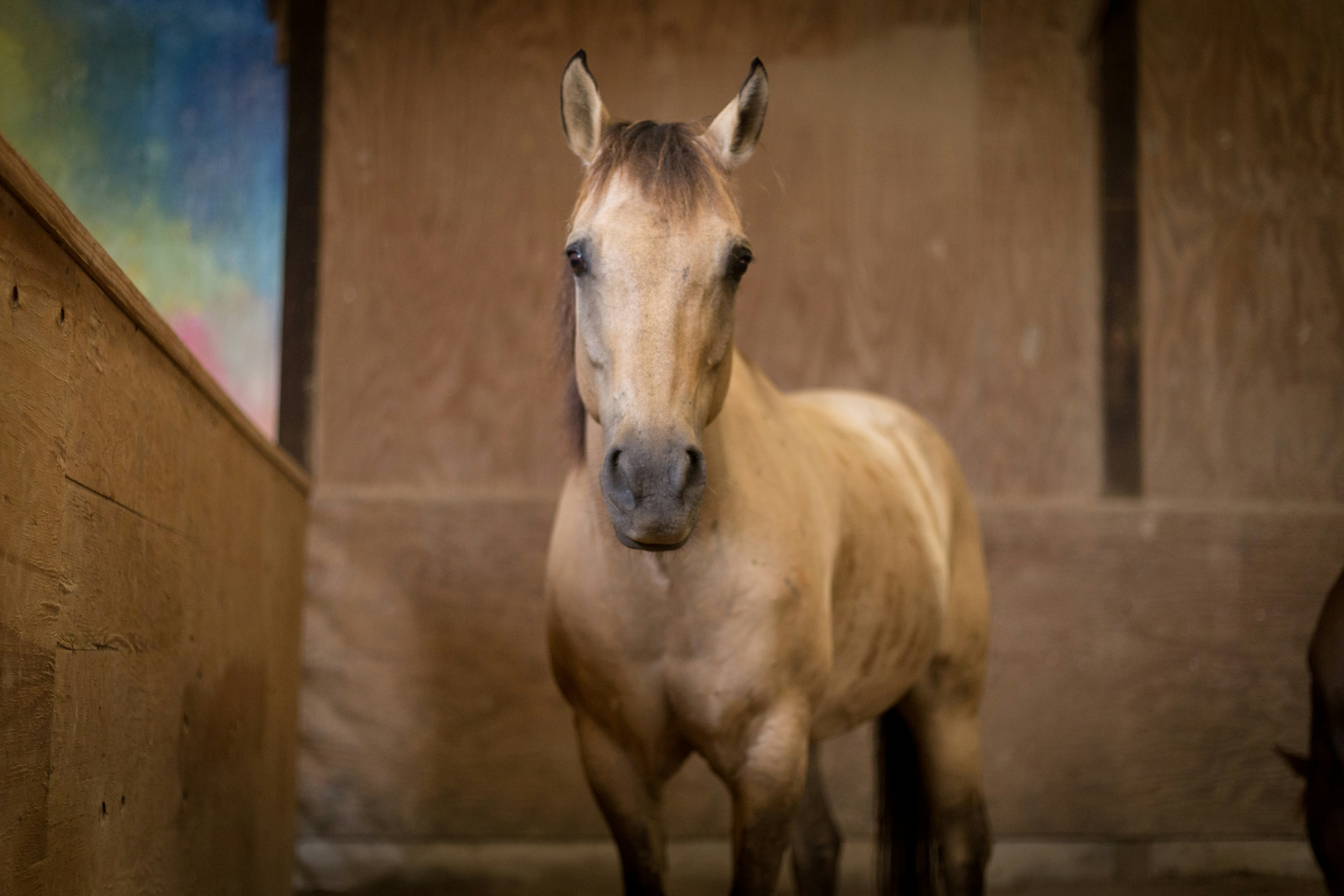 Centered in the Stall: A Close Portrait of a Curious Horse