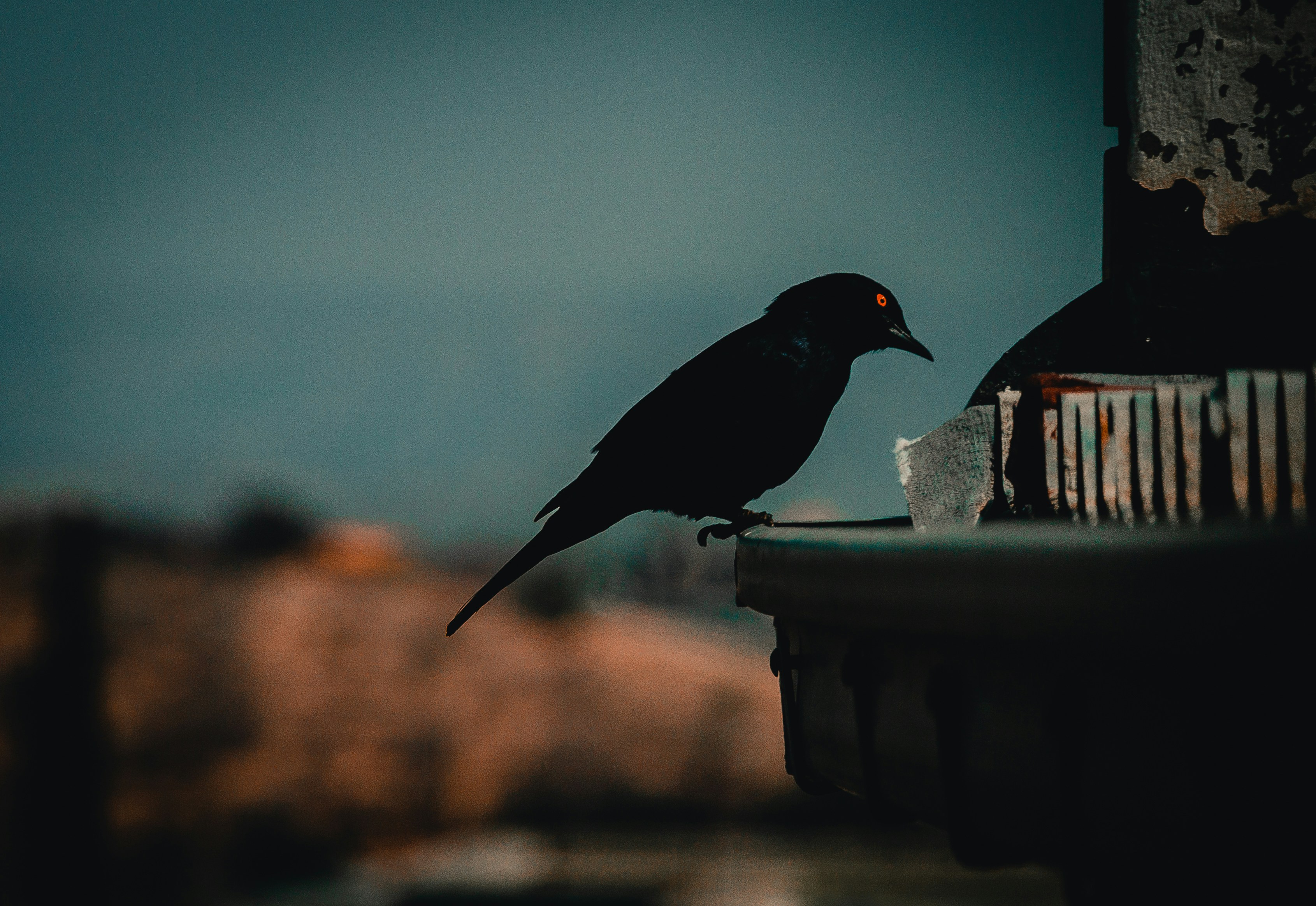 black crowPeinge Nakale