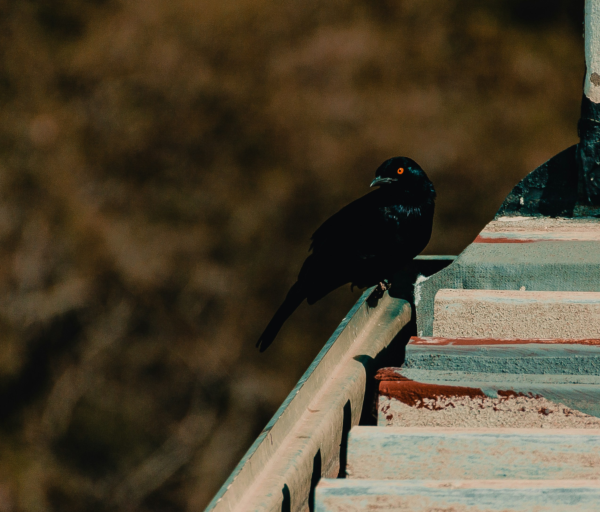 selective focus photo of two black birdsPeinge Nakale